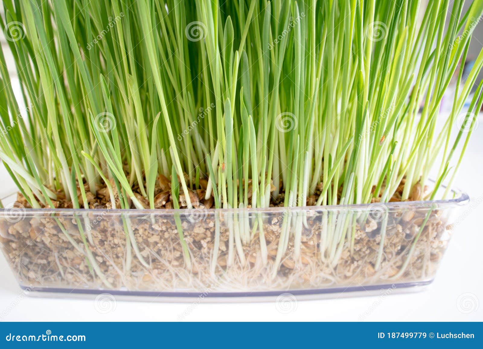 Plant Wheat with Roots on White Background Stock Image - Image of green ...