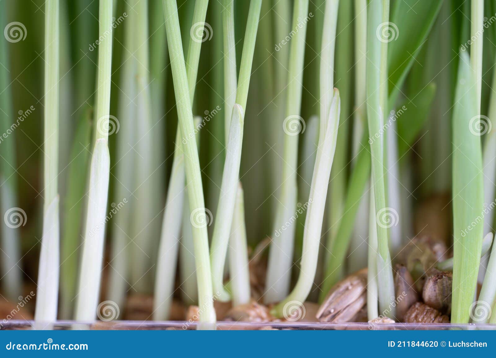 Plant Wheat with Roots on White Background Stock Photo - Image of ...