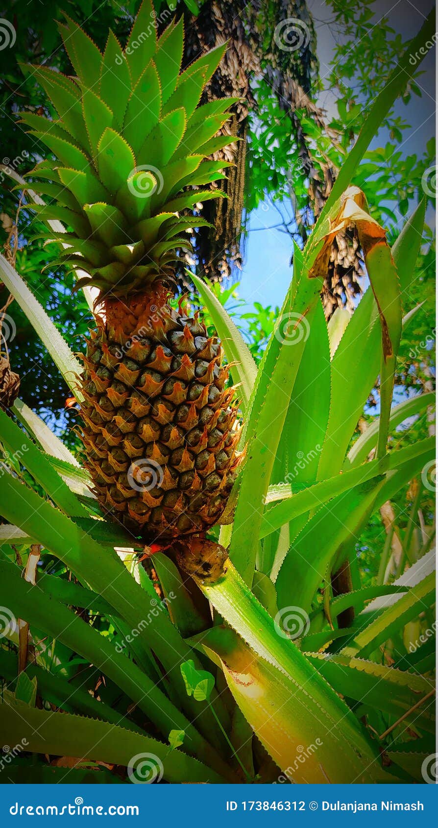 This is the only Plant Which Grows Up between Two Plants Stock Photo ...