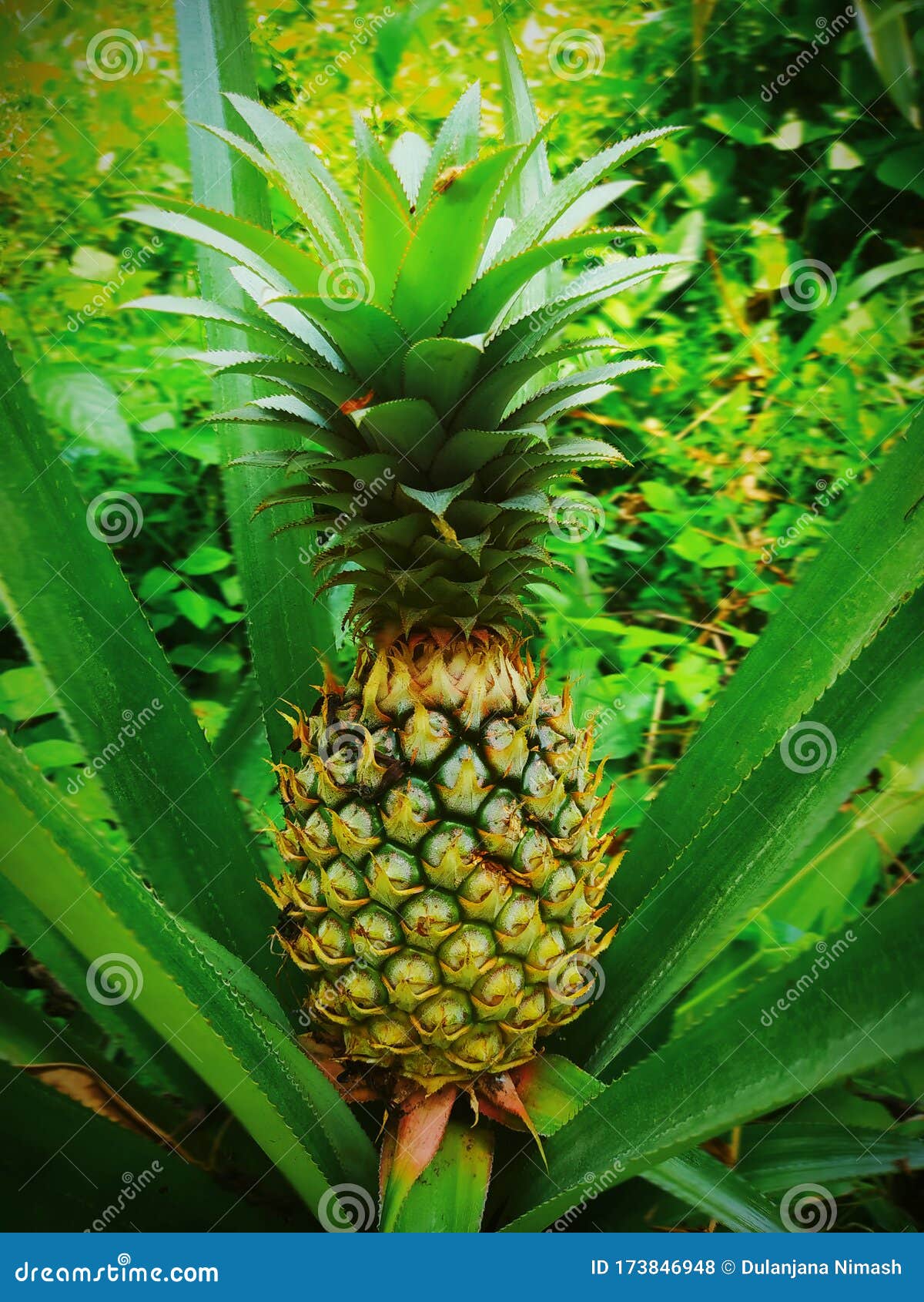 This is the only Plant Which Grows Up between Two Plants Stock Photo ...