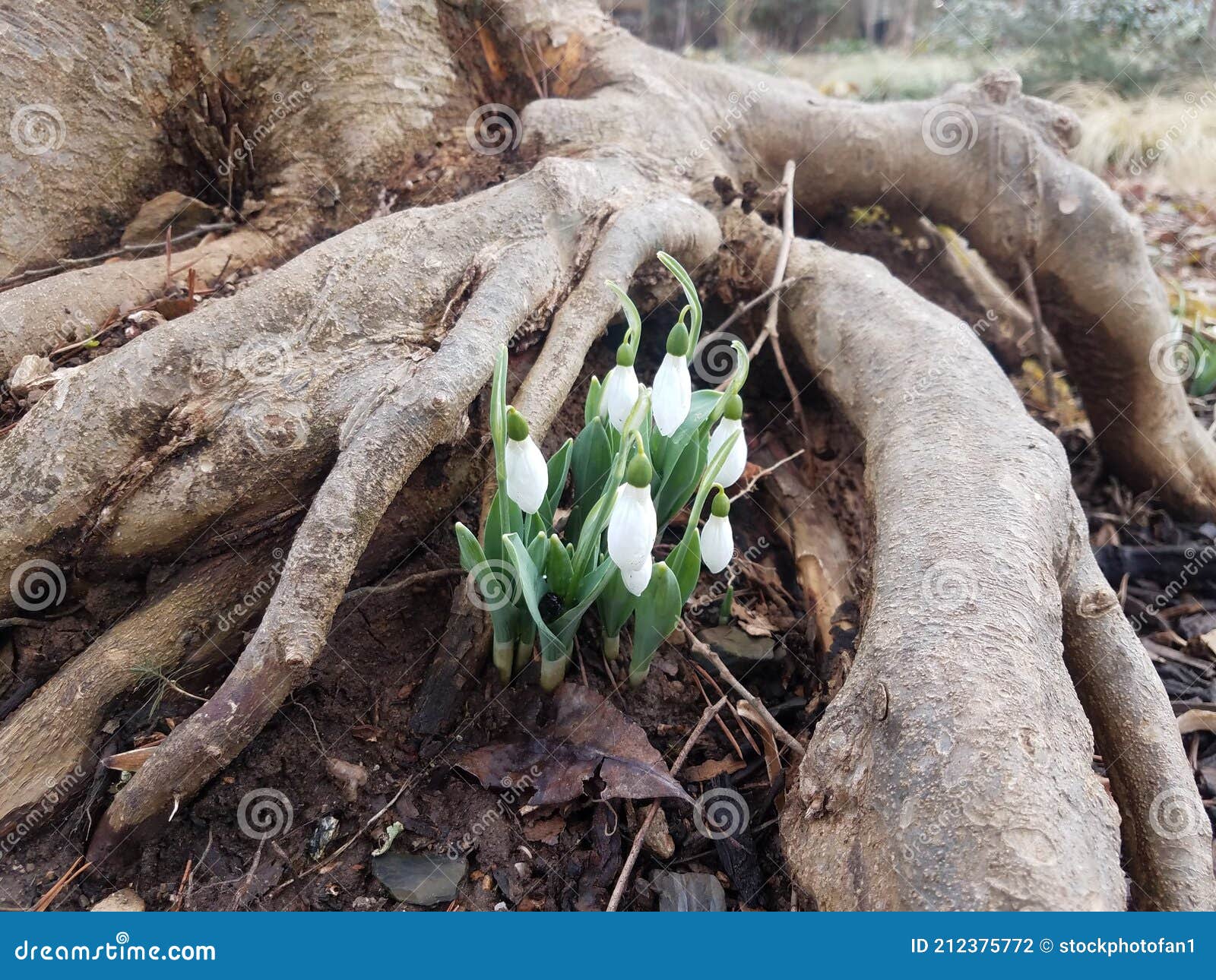 Plant with White Flower Growing in Tree Roots Stock Photo - Image of ...