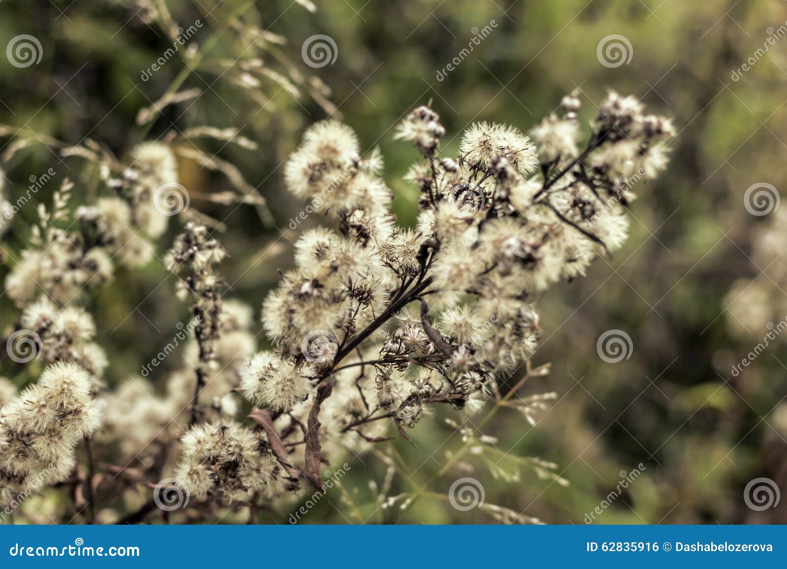 Plant with White Fluffy Flowers Stock Photo - Image of ideas, outdoors ...