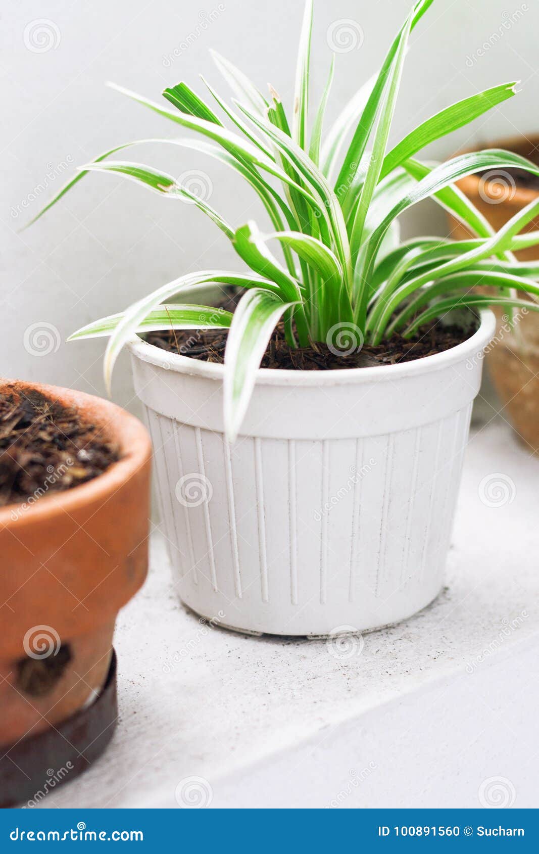 Plant in white pot. stock photo. Image of oxygen, pottery - 100891560