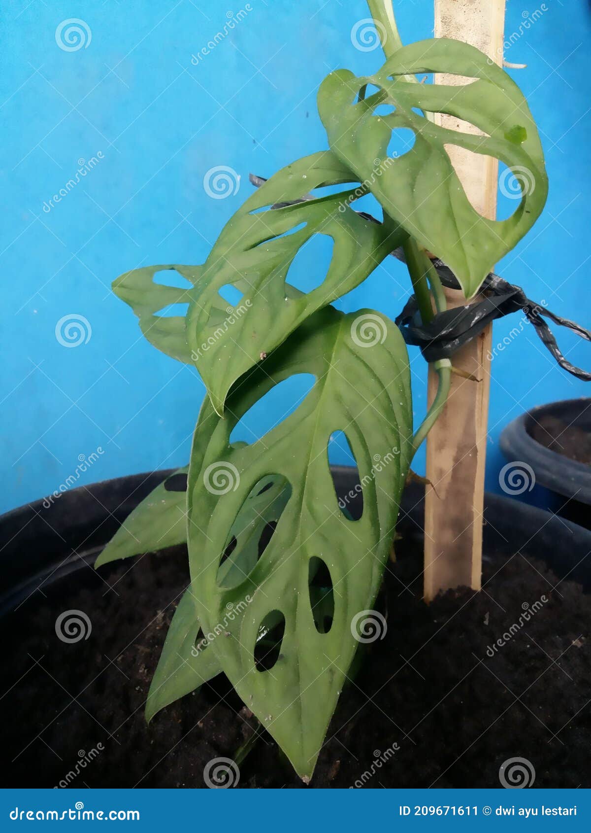 This is a Plant Whose Name is Pretty Monstera Adansonii Stock Image ...