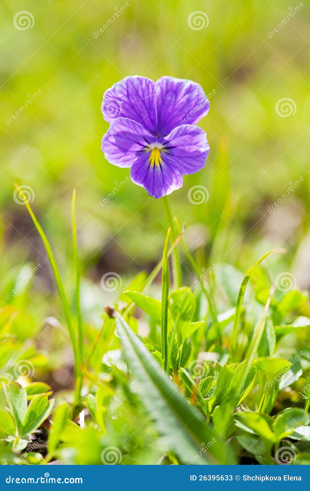 Plant of wild violet stock image. Image of detail, natural - 26395633