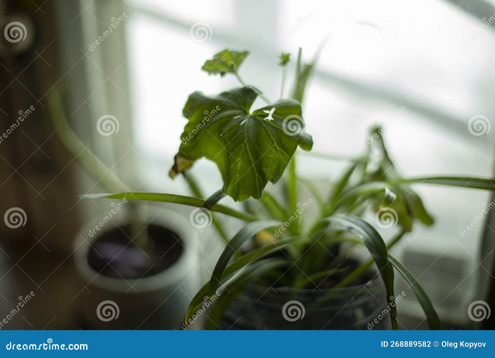 Plant on Window. Greenery at Home Stock Photo - Image of growing, green ...