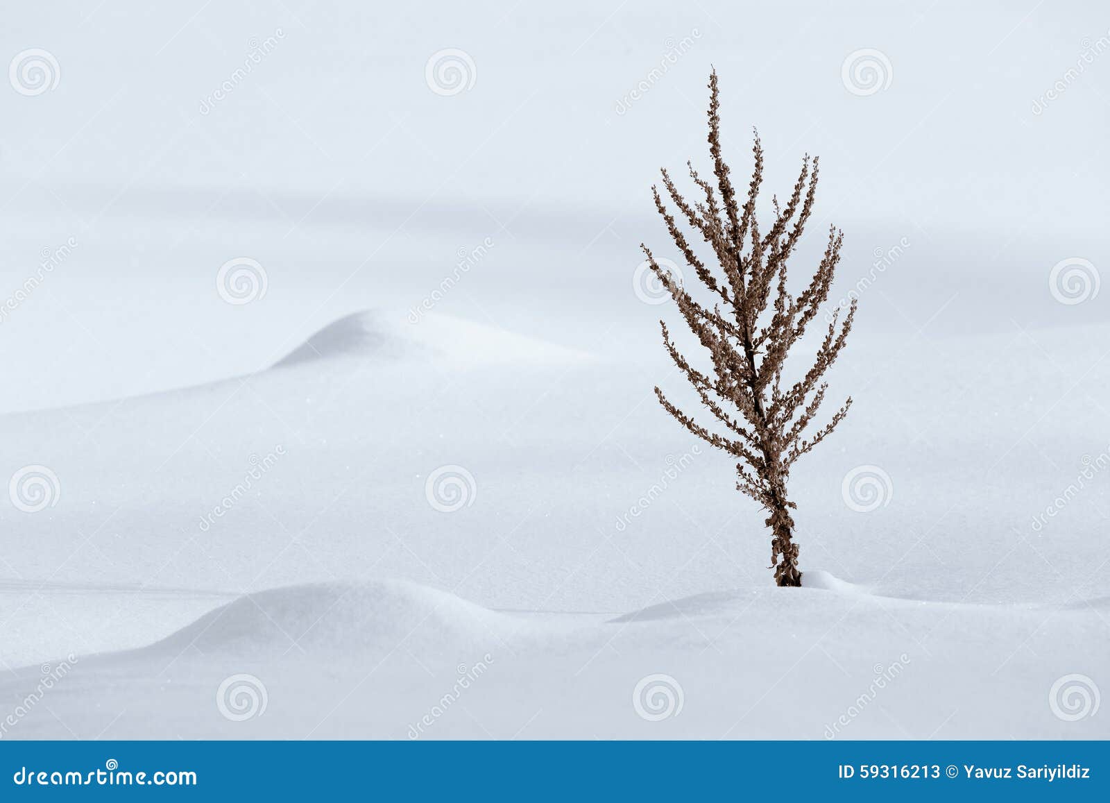 Plant in winter stock image. Image of white, plant, snow - 59316213