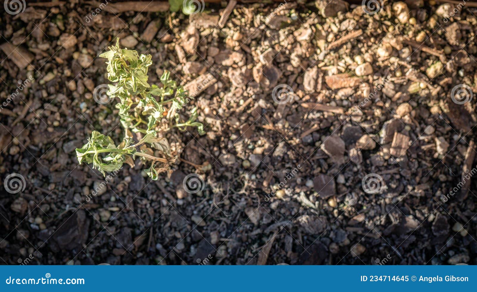 Plant Withering in the Sunshine Stock Image - Image of ground, brown ...