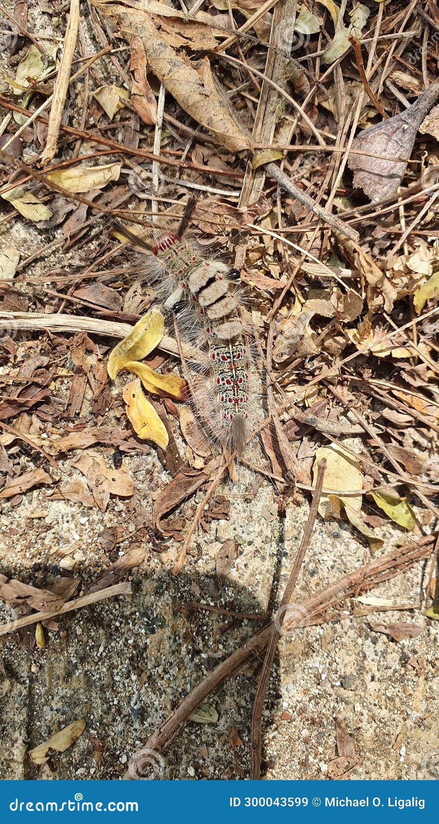 Plant Worm Crawling on Dead Leaves in the Ground Stock Image - Image of ...