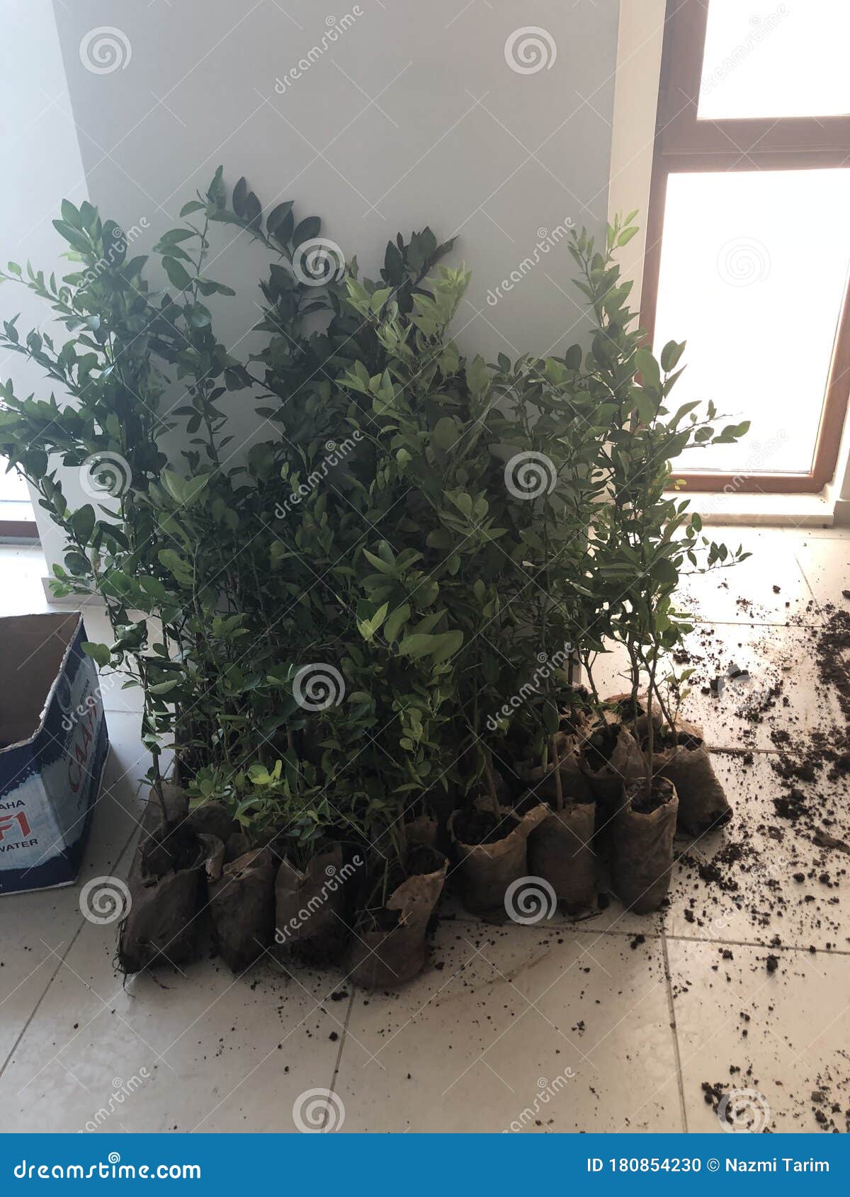 Plant Wort Vegetable Seedling Seedlings Stock Photo - Image of seedling ...