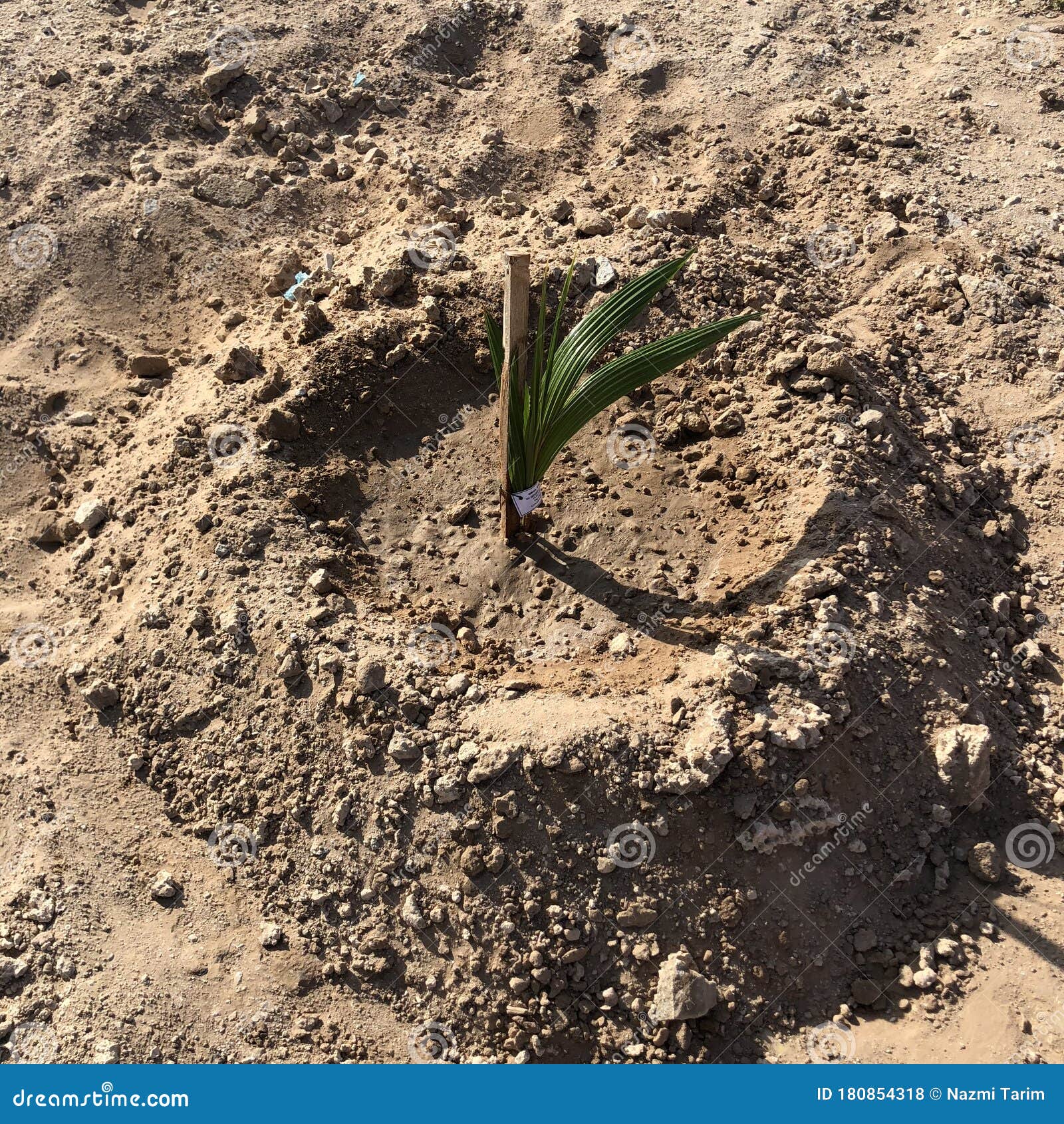Plant Wort Vegetable Seedling Seedlings Stock Photo - Image of seed ...
