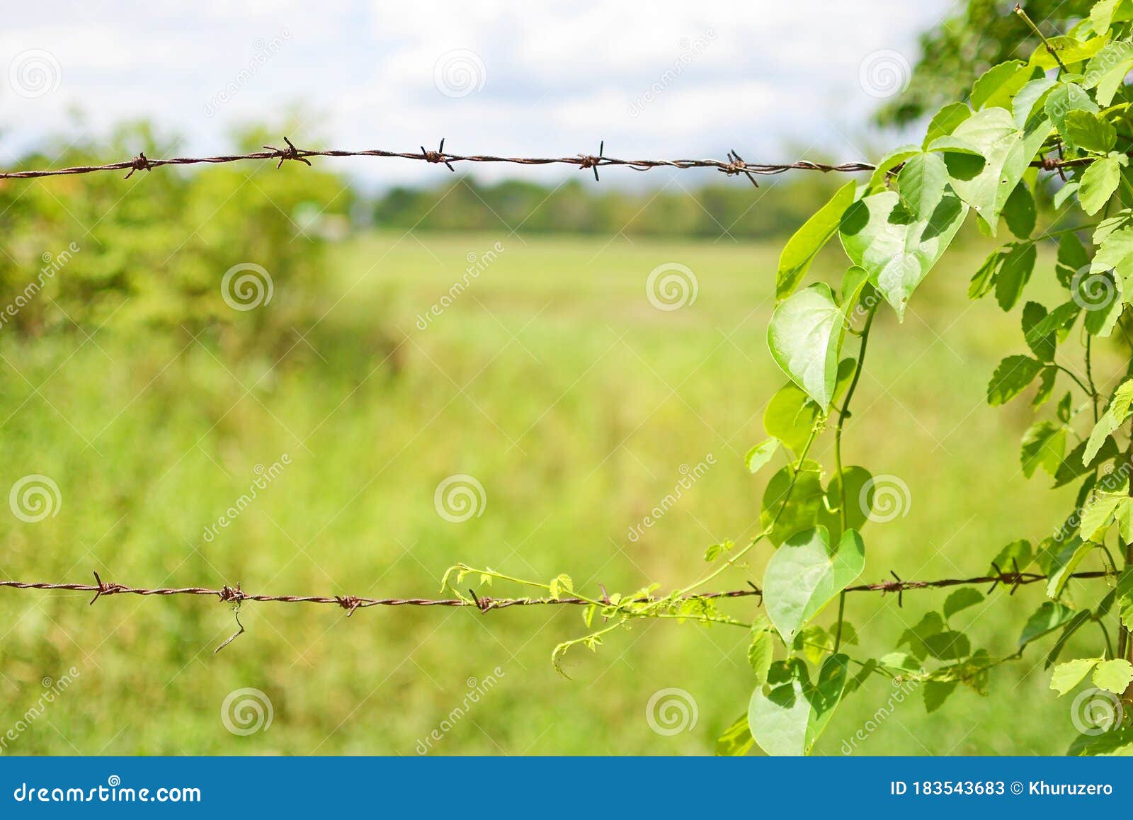 Plant Wrapped on Rusty Barbed Wire Stock Image - Image of summer ...