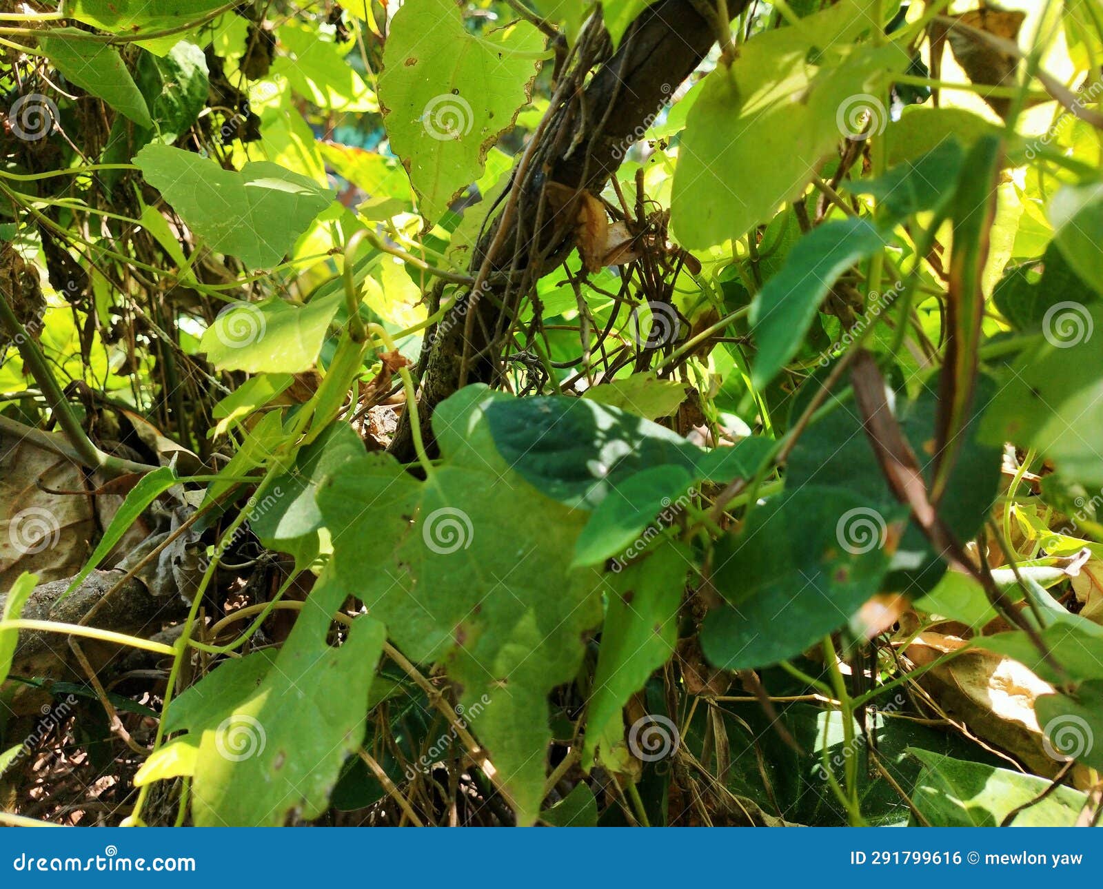 The plant writhes editorial photo. Image of plant, shines - 291799616