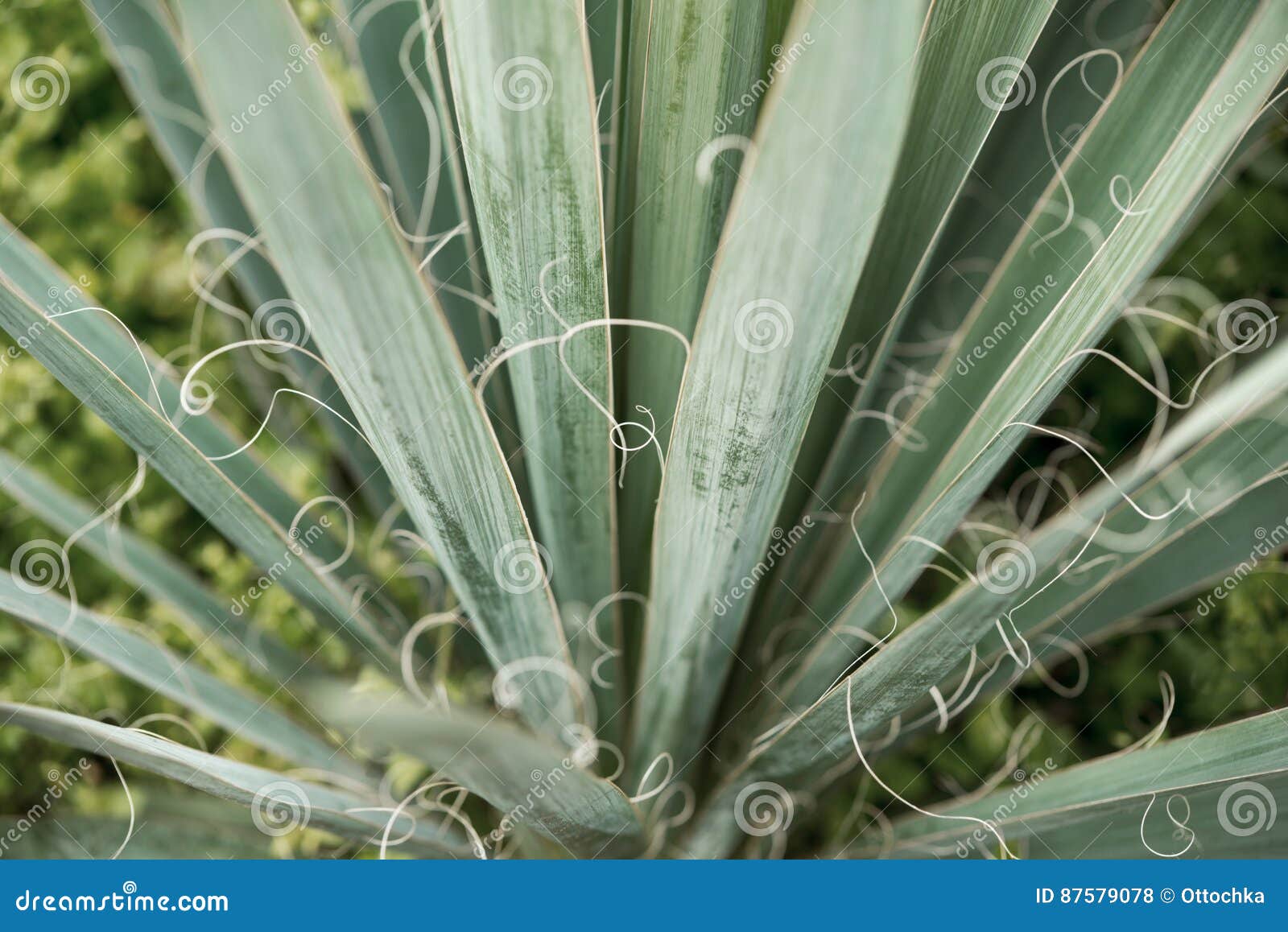Yucca Filamentosa Adams Needle And Thread White Flowers In Bloom ...