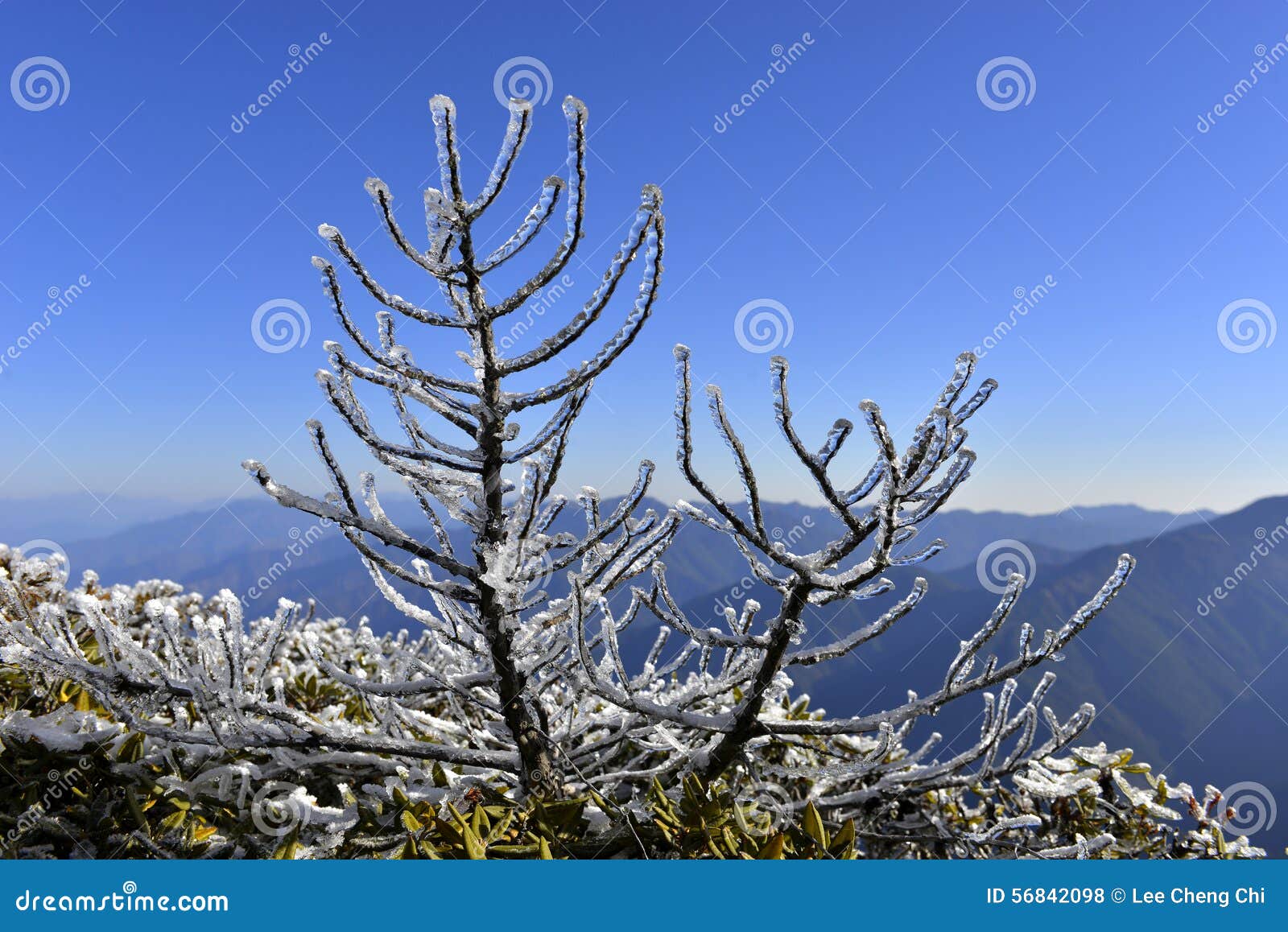 The Plant of Yushan National Park Stock Photo - Image of jeweis, blue ...