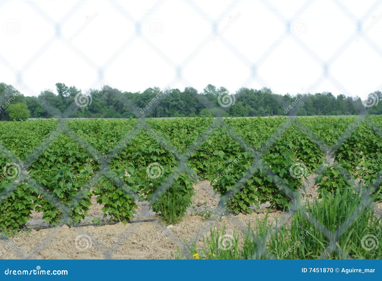 Plantação da groselha foto de stock. Imagem de nave, céu - 7451870