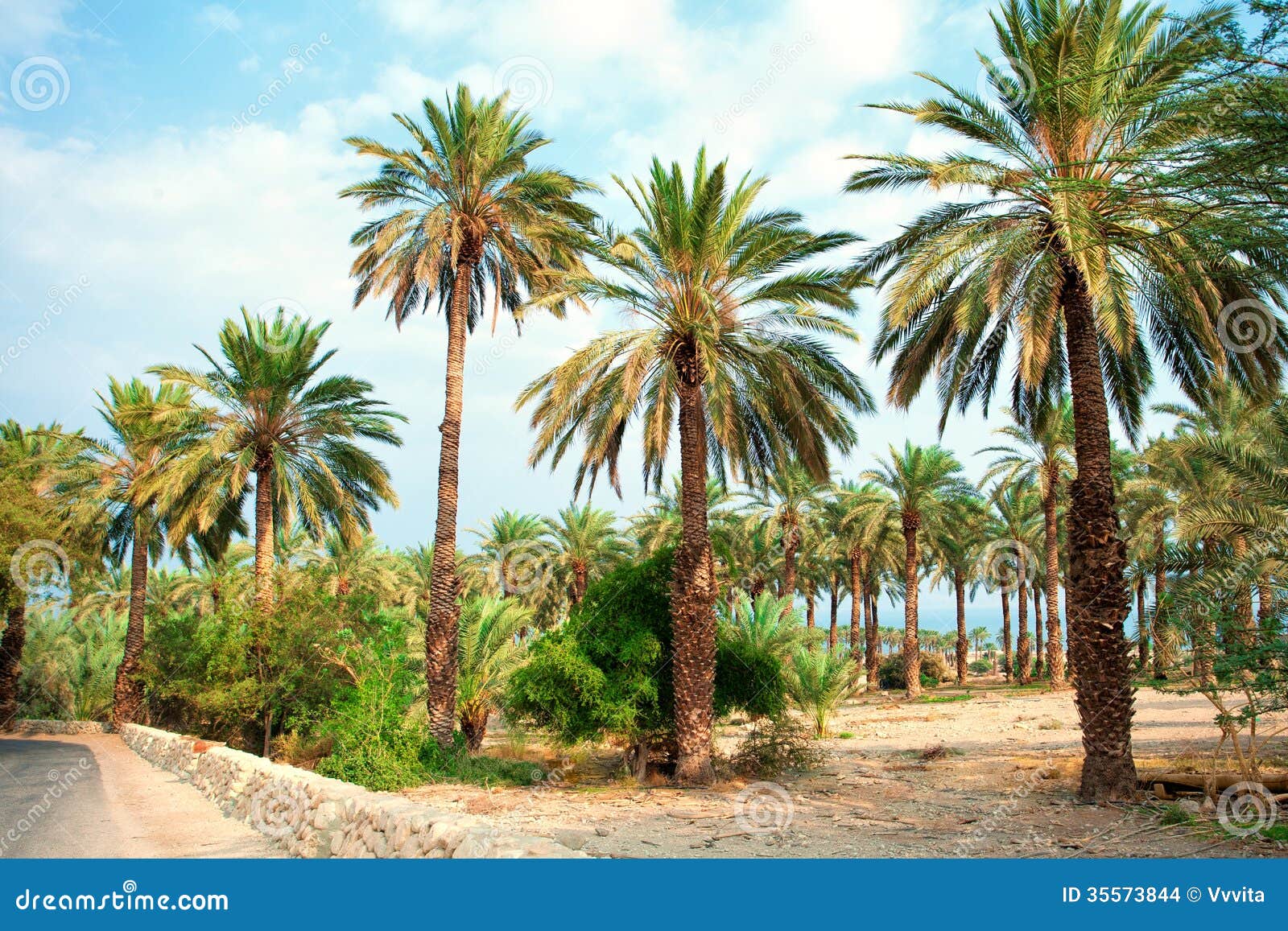 Plantação da palma de data foto de stock. Imagem de paisagem - 35573844