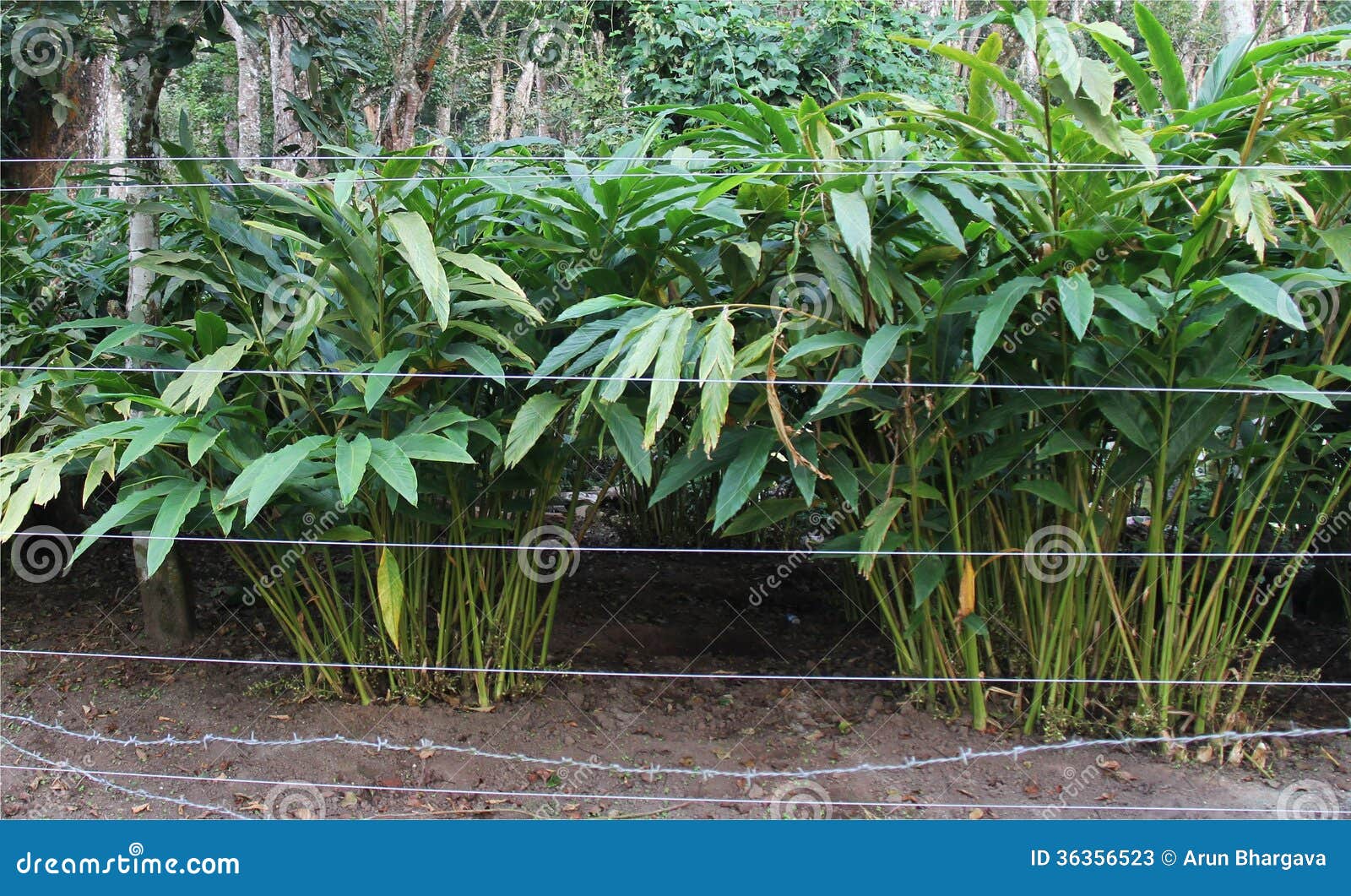 Plantação do cardamomo imagem de stock. Imagem de verde - 36356523