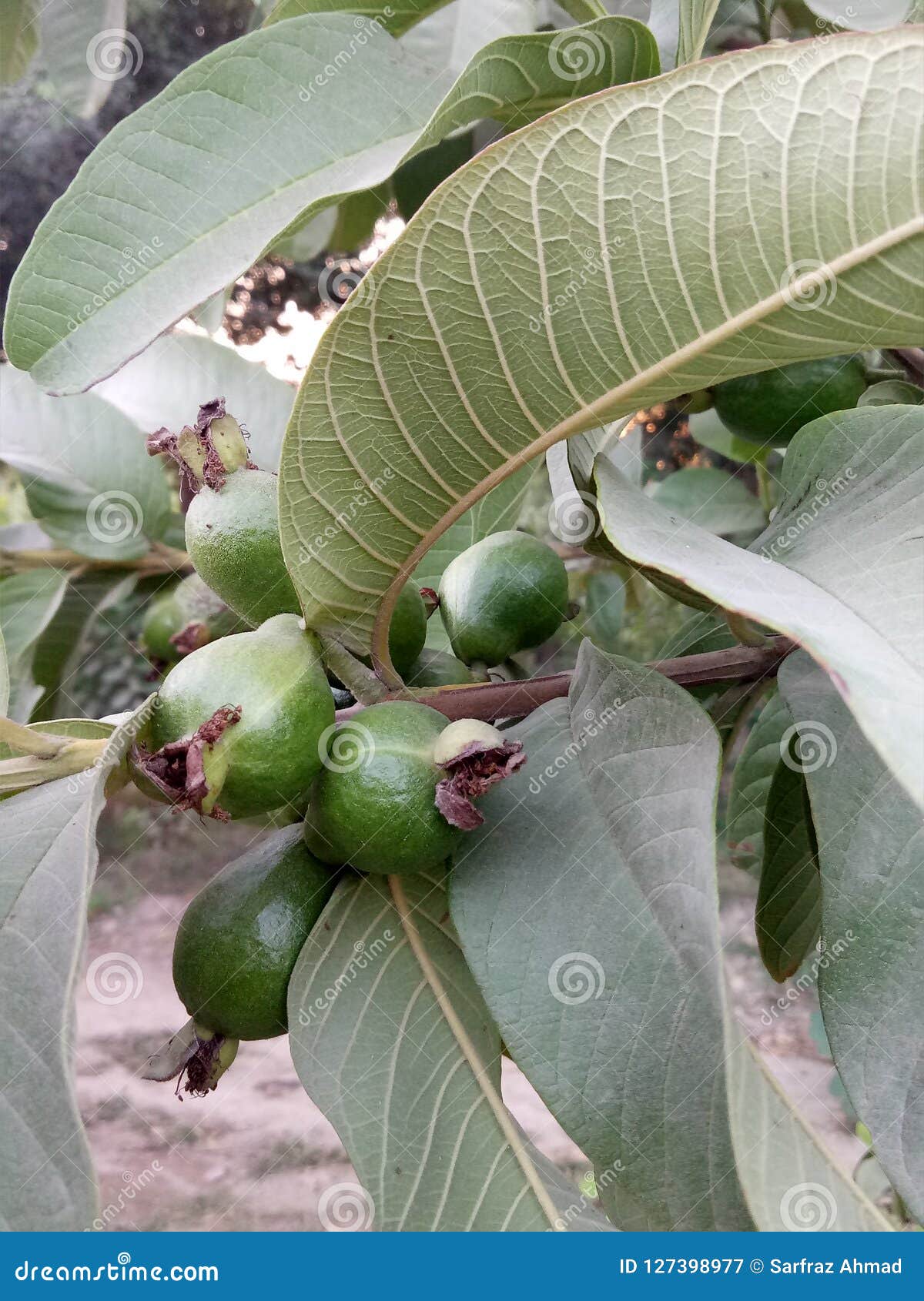 PLANTAÇÃO HIGH-DENSITY DA GOIABA QUE &INTERCROPPING Imagem de Stock ...