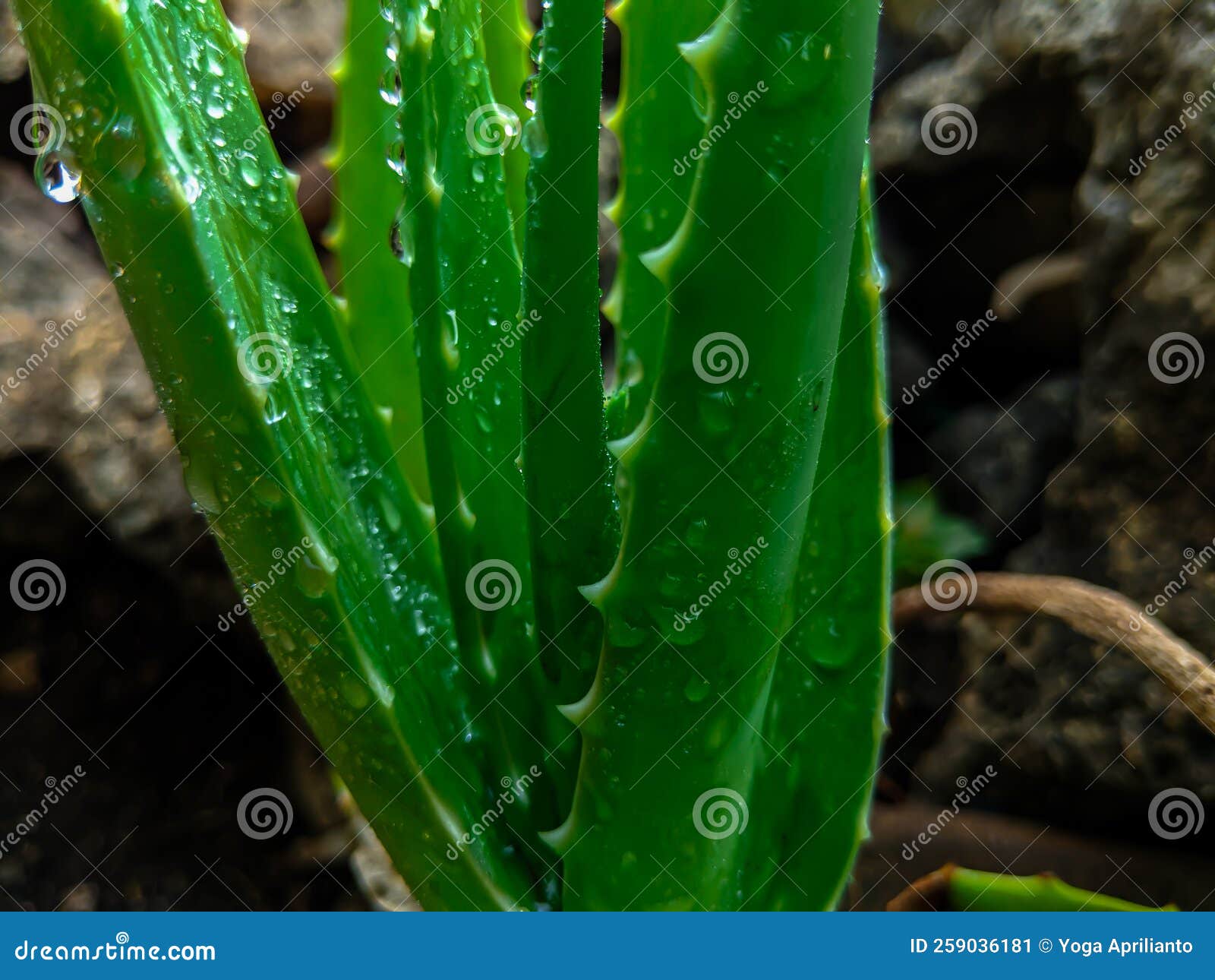 Planta Alovera. Fundo De Flores De Alovera Imagem de Stock - Imagem de ...