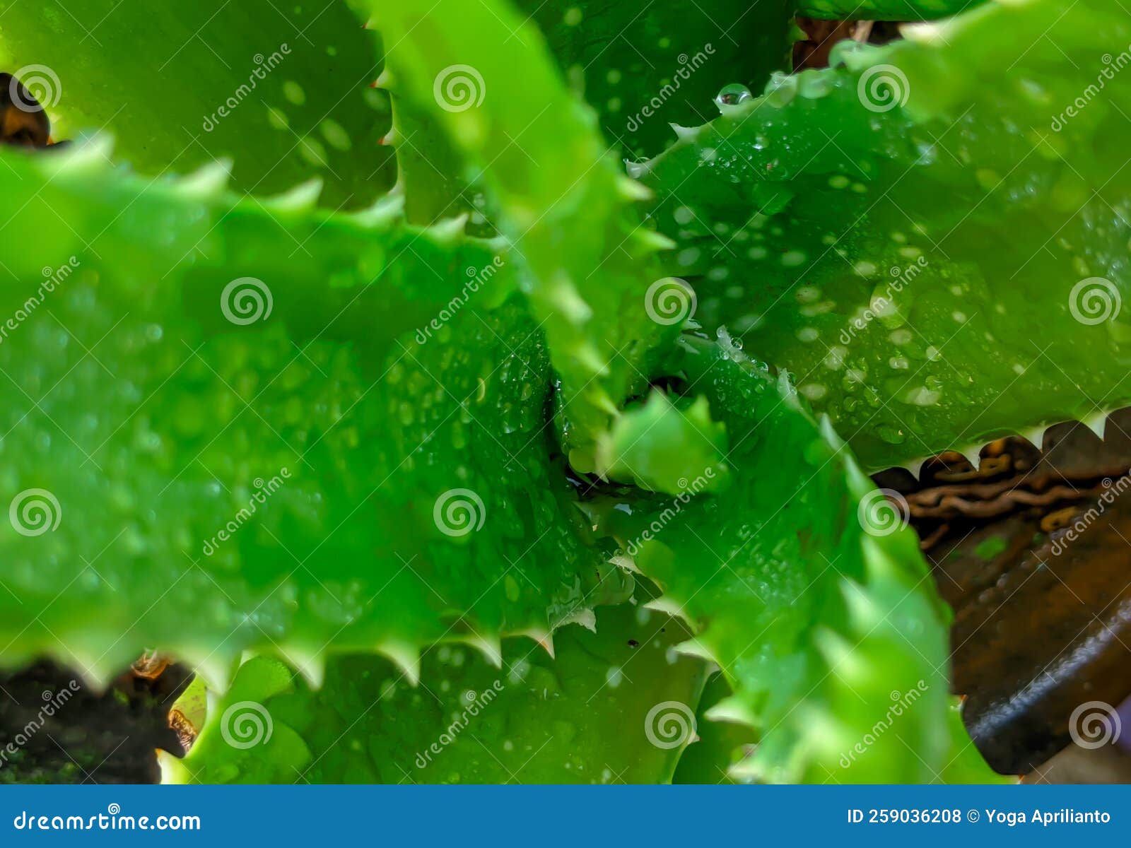 Planta Alovera. Fundo De Flores De Alovera Foto de Stock - Imagem de ...