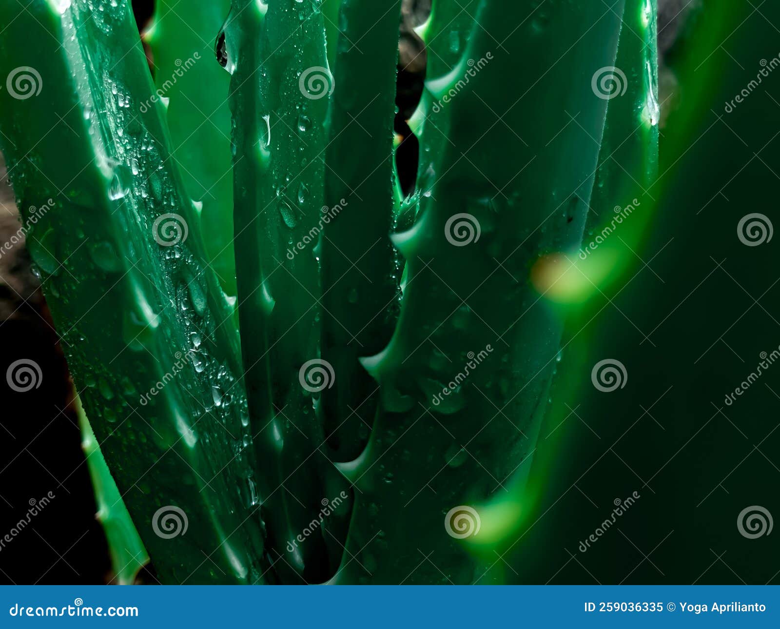 Planta Alovera. Fundo De Flores De Alovera Imagem de Stock - Imagem de ...