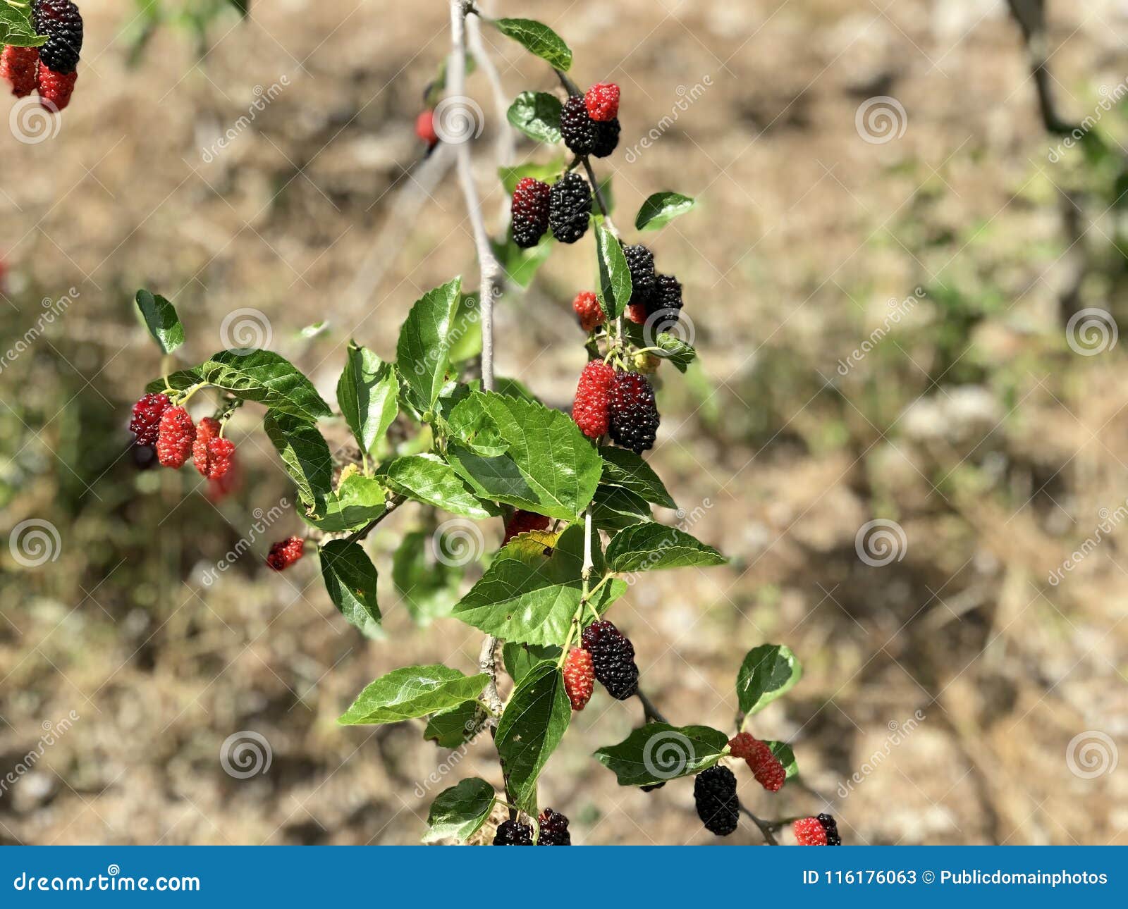 Planta, Baya, Mora, Fruta Imagen. Imagen: 116176063