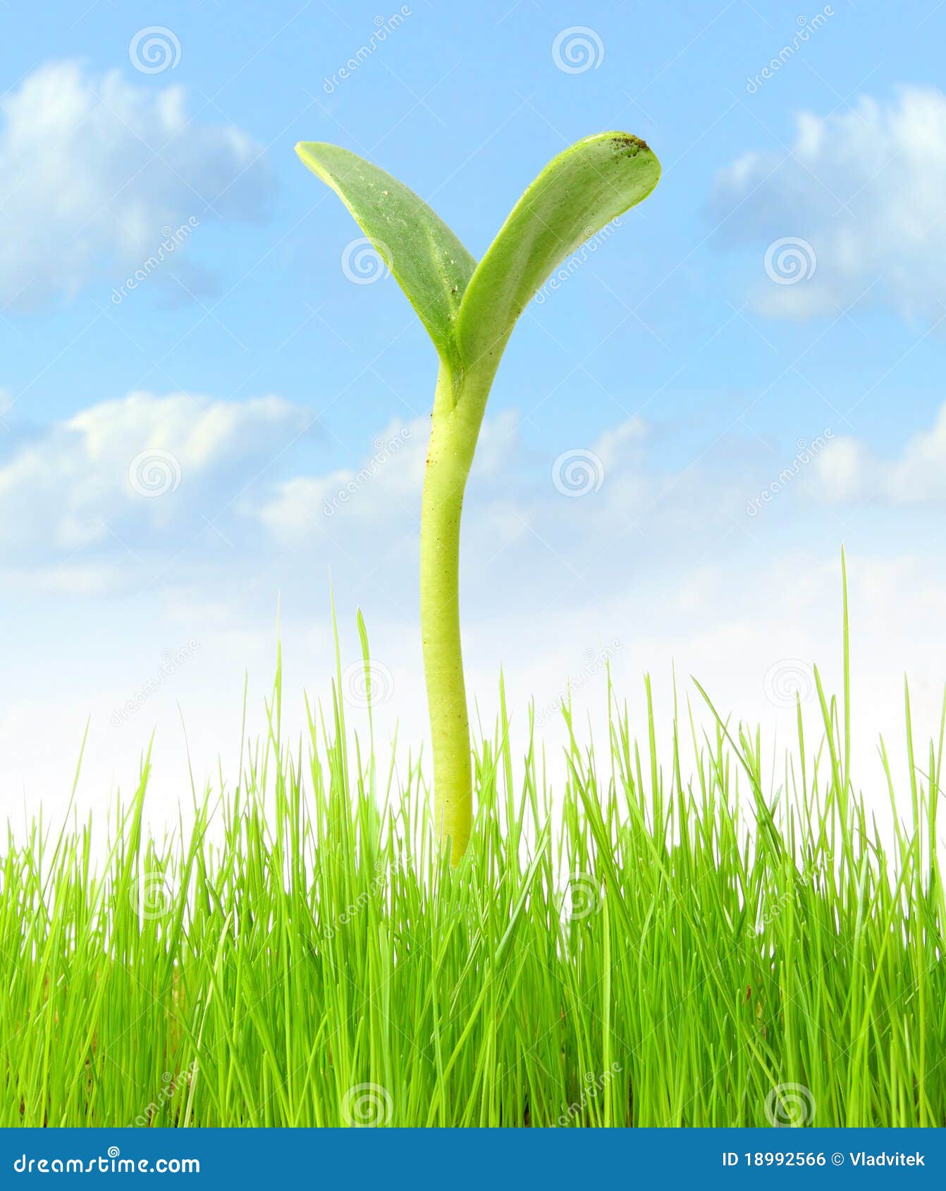 Planta bem sucedida nova. foto de stock. Imagem de flor - 18992566