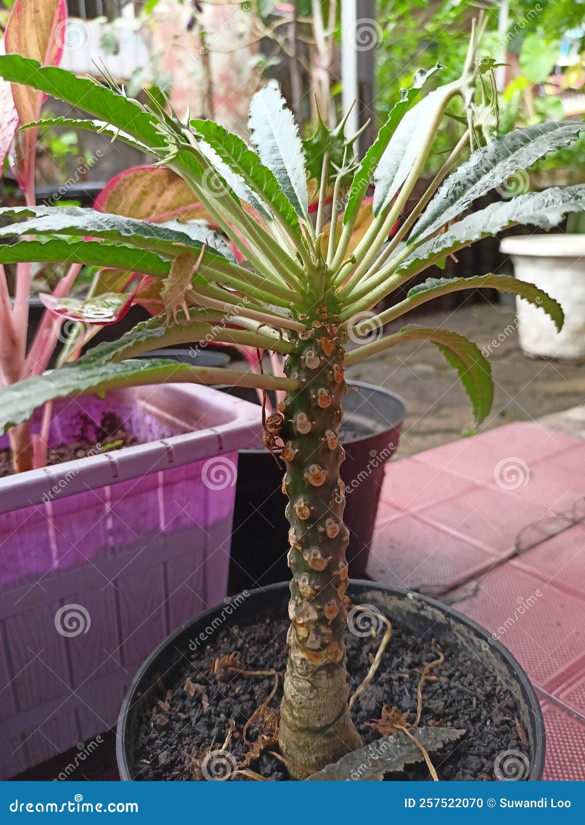 Planta Cactus Succulent Dorstenia Crispa Foto de archivo - Imagen de ...