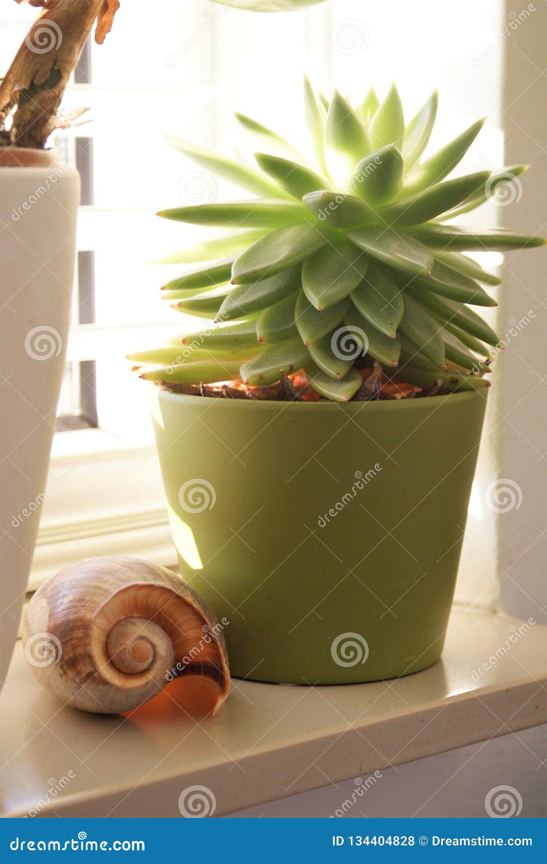 Planta Carnuda E Concha Do Mar Em Uma Soleira Foto de Stock - Imagem de ...