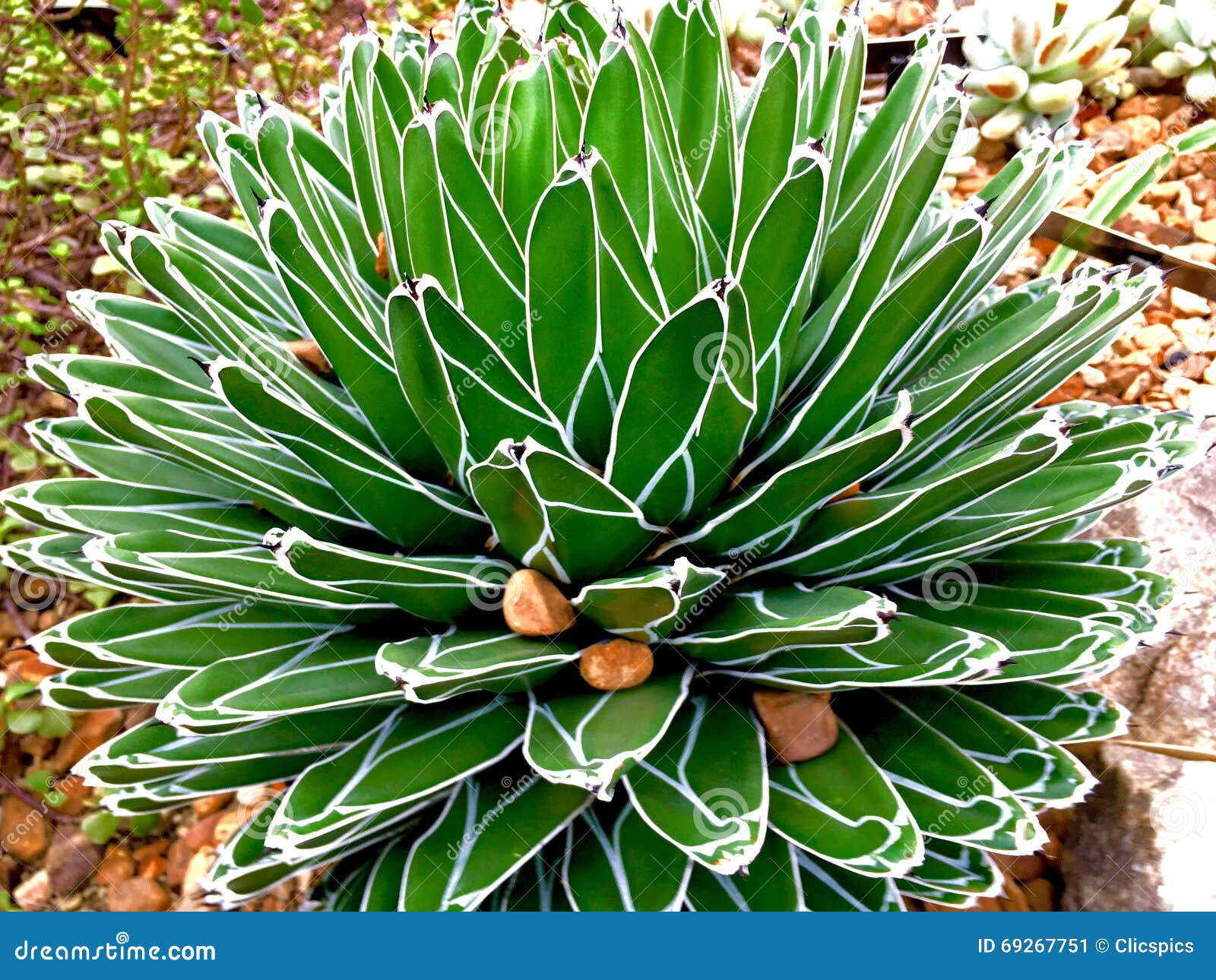 Planta carnuda simétrica imagem de stock. Imagem de vida - 69267751