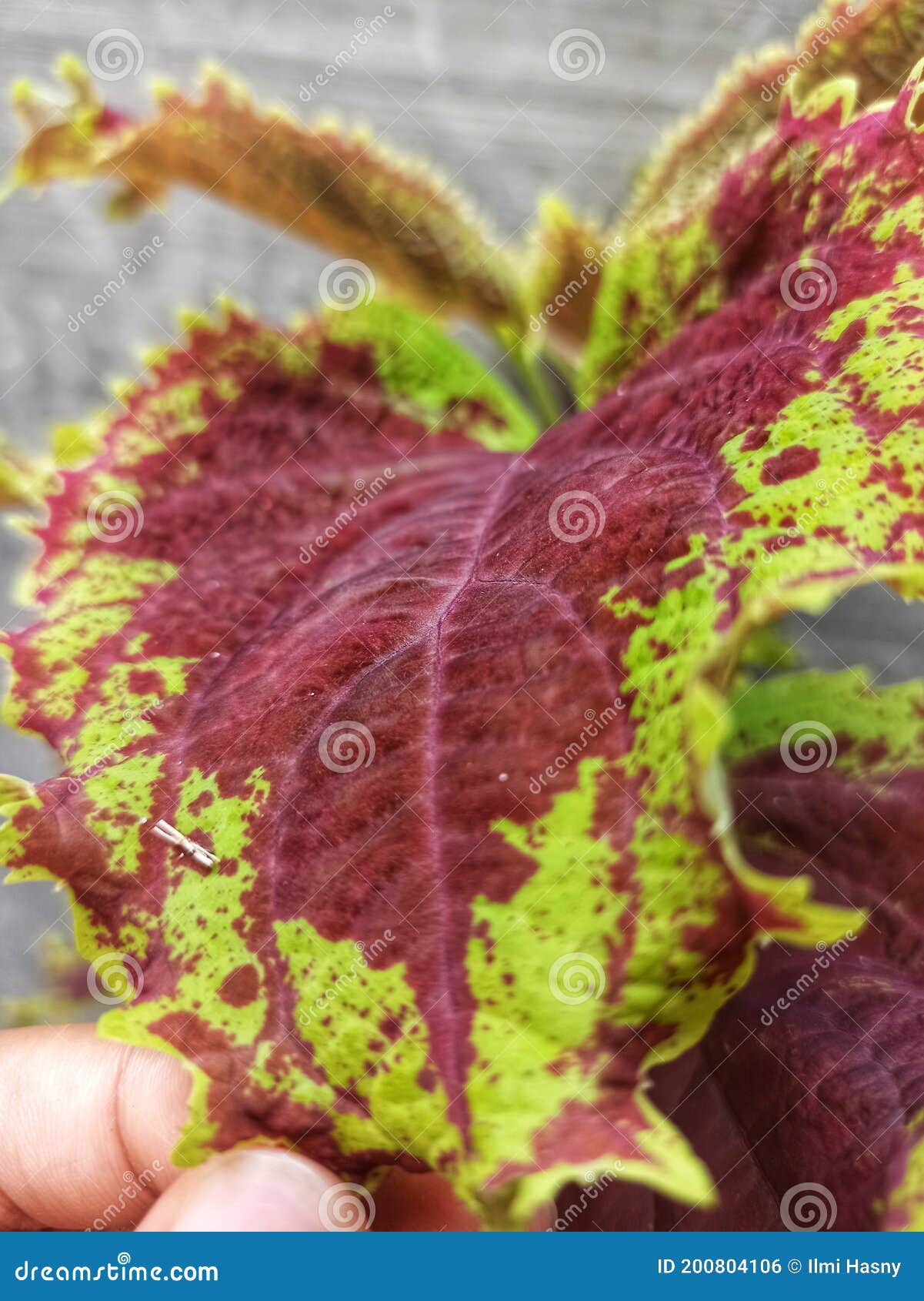 Planta coleus bicolor foto de archivo. Imagen de rojo - 200804106