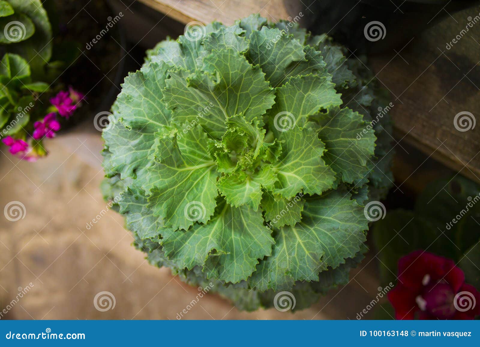 Planta colombiana foto de archivo. Imagen de colombiano - 100163148