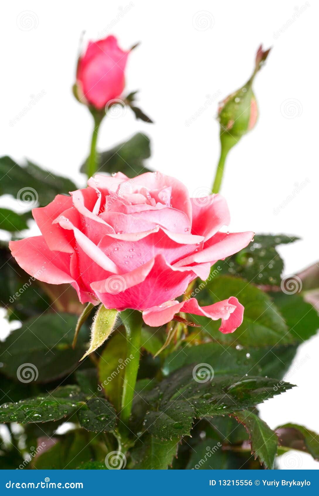 Planta Color De Rosa Floreciente Con Gotas De Rocío Foto de archivo ...