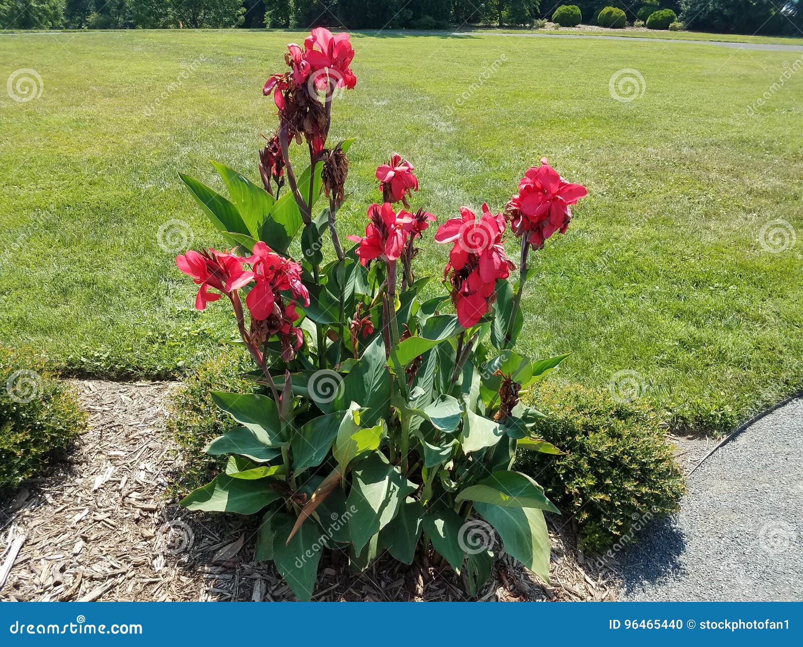 Planta Com As Folhas Cor-de-rosa Da Flor E Do Verde Foto de Stock ...
