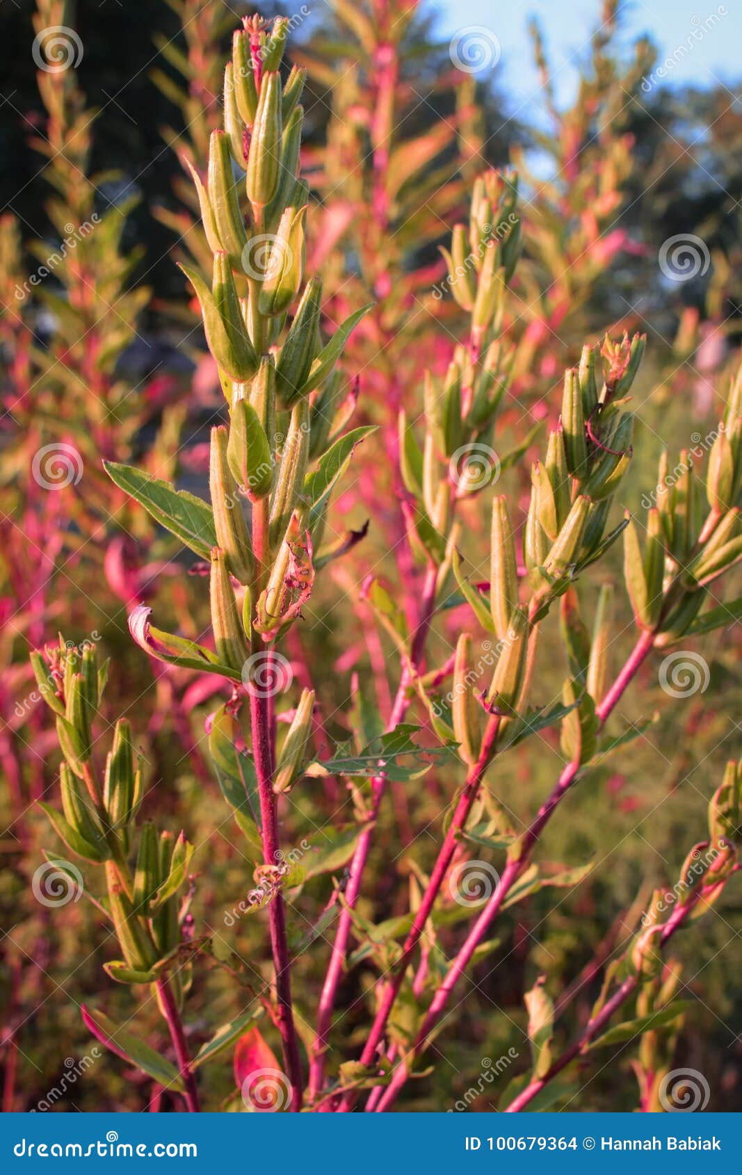 Planta Com As Folhas Cor-de-rosa Da Haste E Do Verde Foto de Stock ...