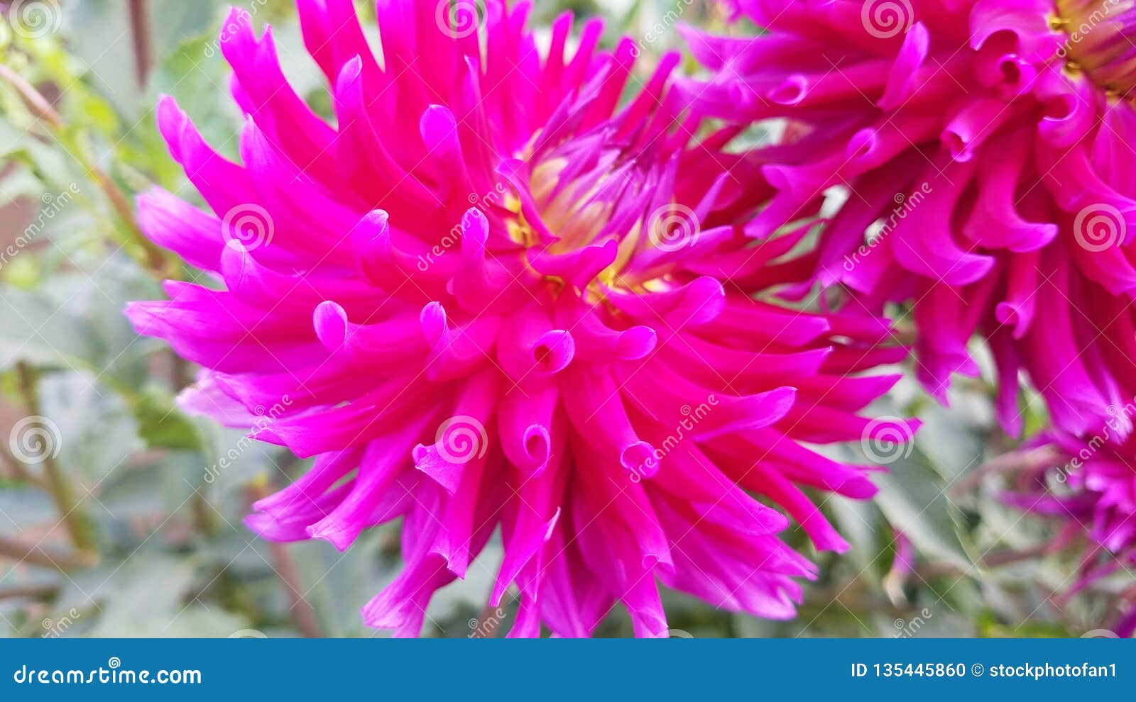 Planta Com Flores E As Folhas Cor-de-rosa Do Verde Foto de Stock ...