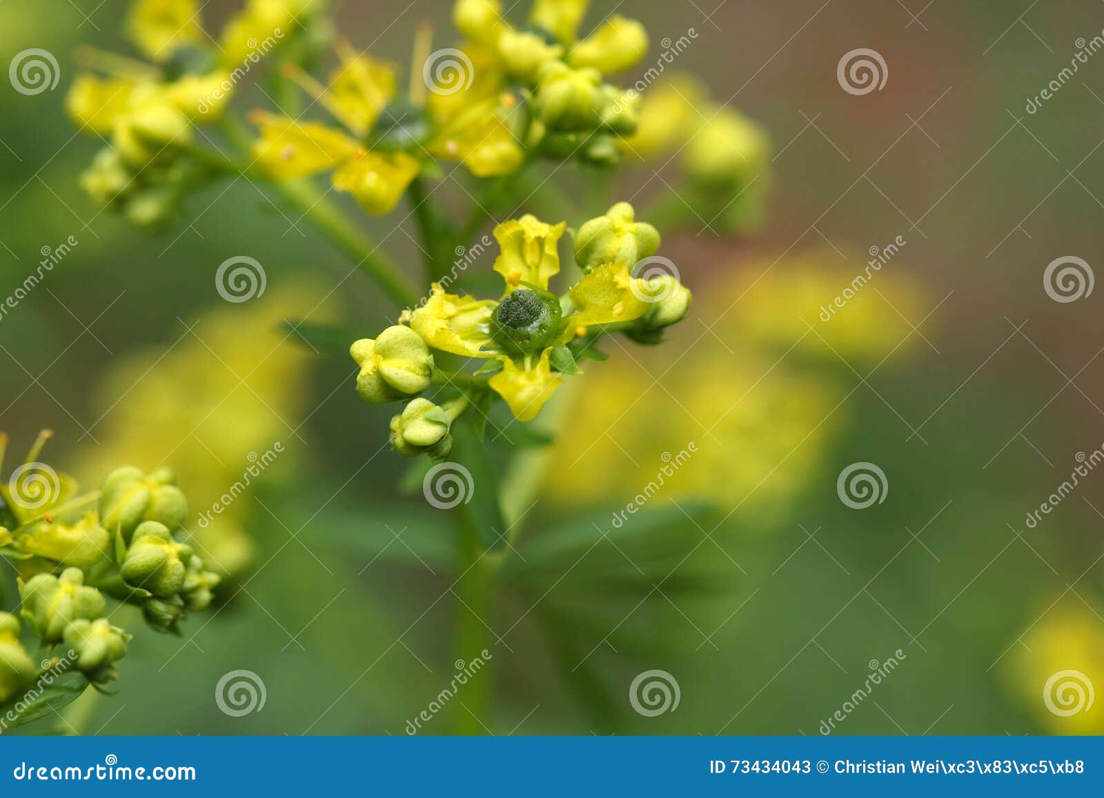 Planta Comum Da Rua (graveolens Do Ruta) Imagem de Stock - Imagem de ...