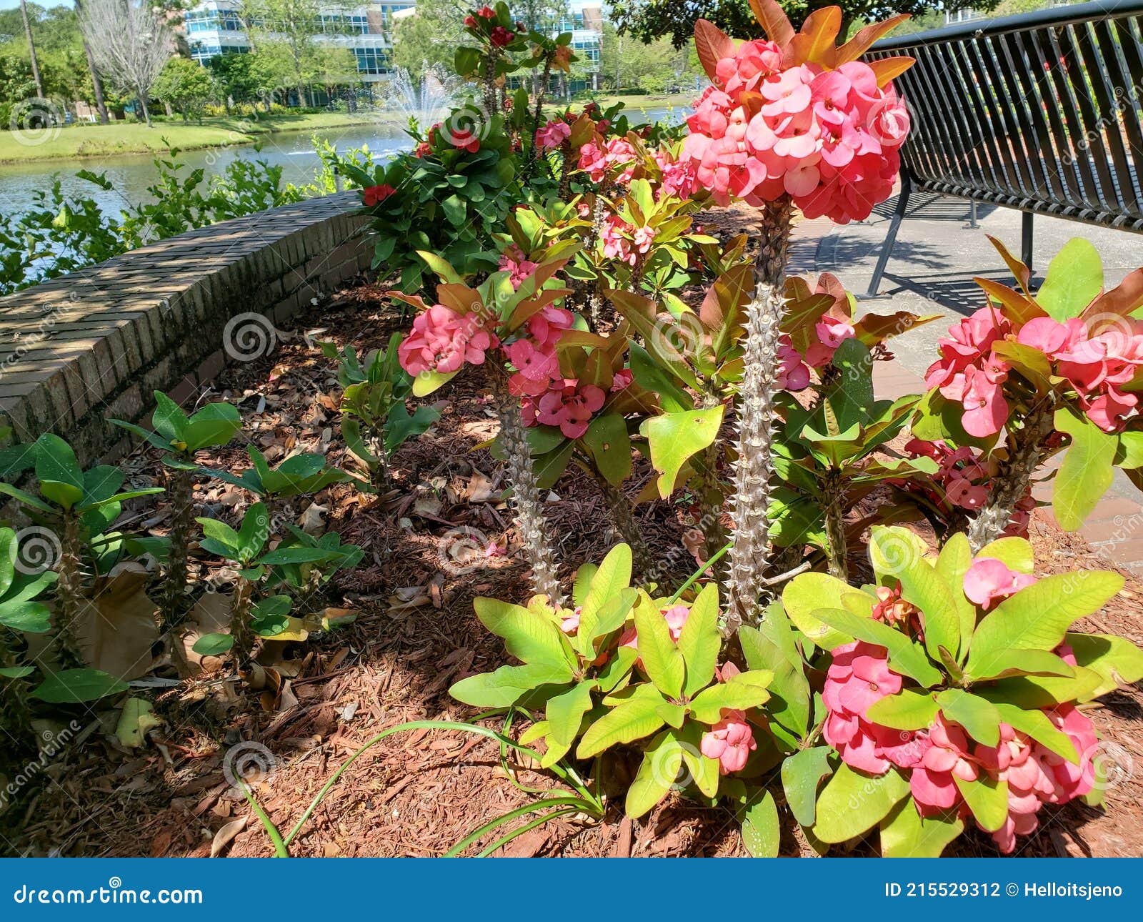 Planta Con Espigas Y Flores Rosas Foto de archivo - Imagen de ...