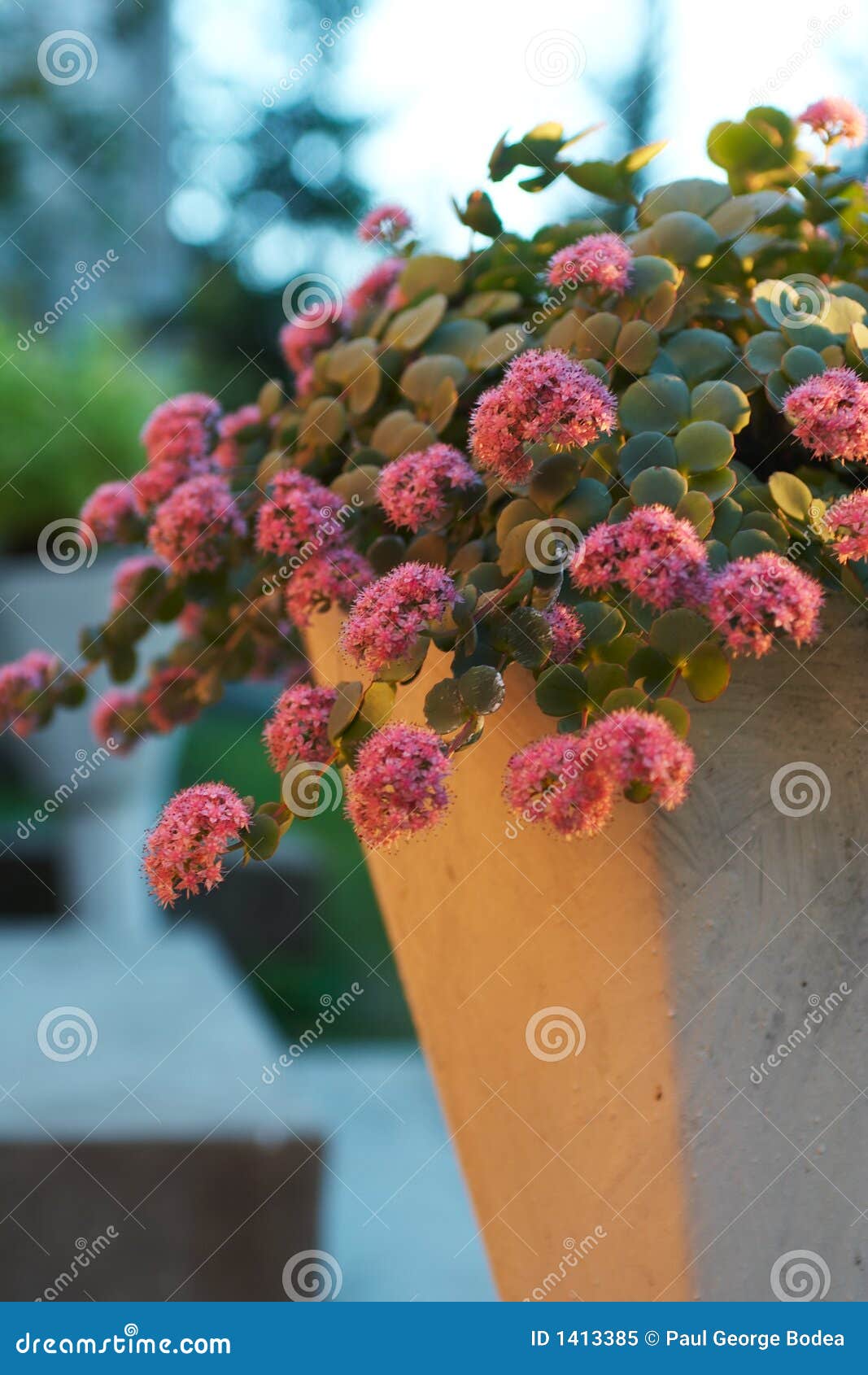 Planta Con Las Flores Rosadas Imagen de archivo - Imagen de rosa ...