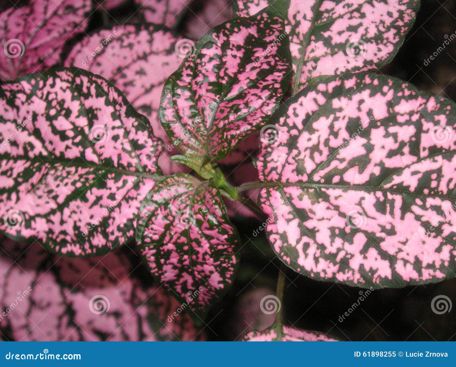 Planta Con Las Hojas Rosadas Verdes Imagen de archivo - Imagen de ...