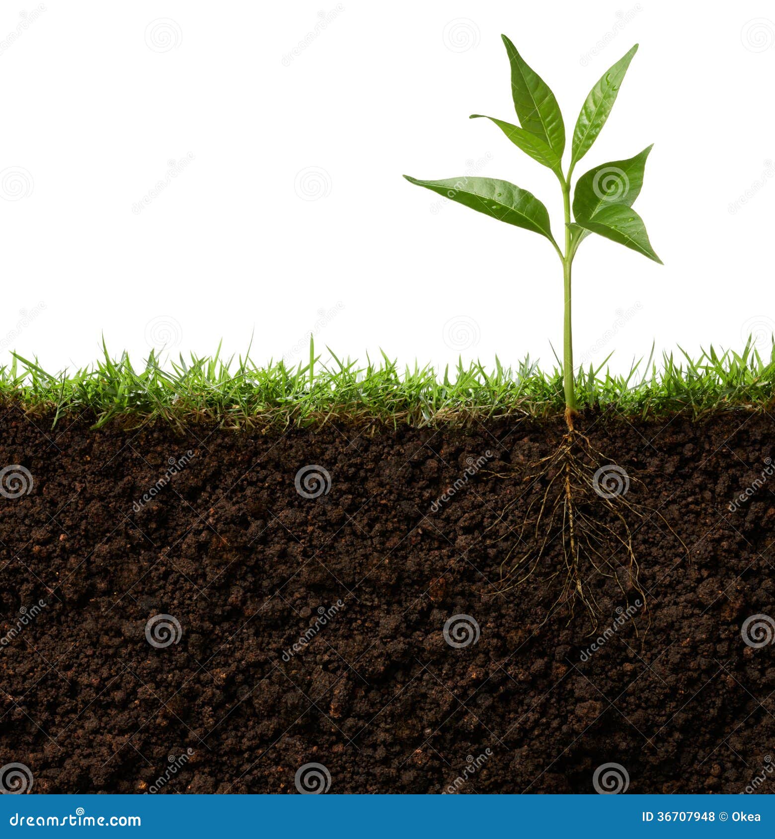 Planta con las raíces foto de archivo. Imagen de espacio - 36707948