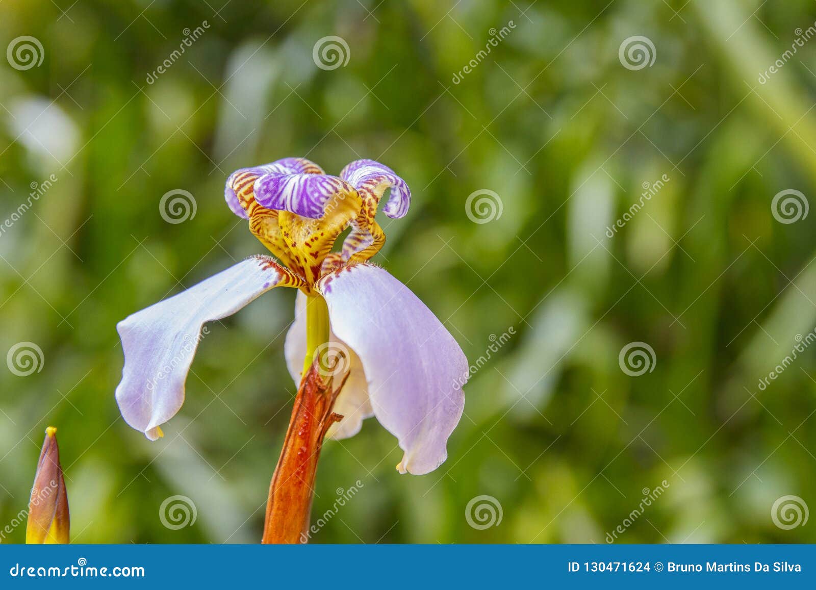 Planta Conocida Como Iris Falso Foto de archivo - Imagen de planta ...