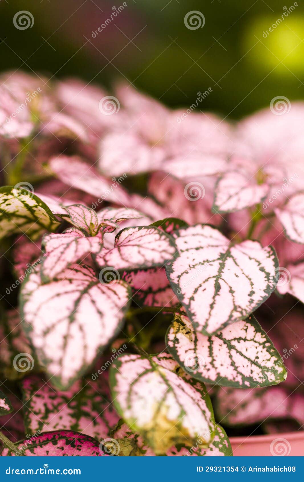 Planta cor-de-rosa foto de stock. Imagem de nave, arbusto - 29321354