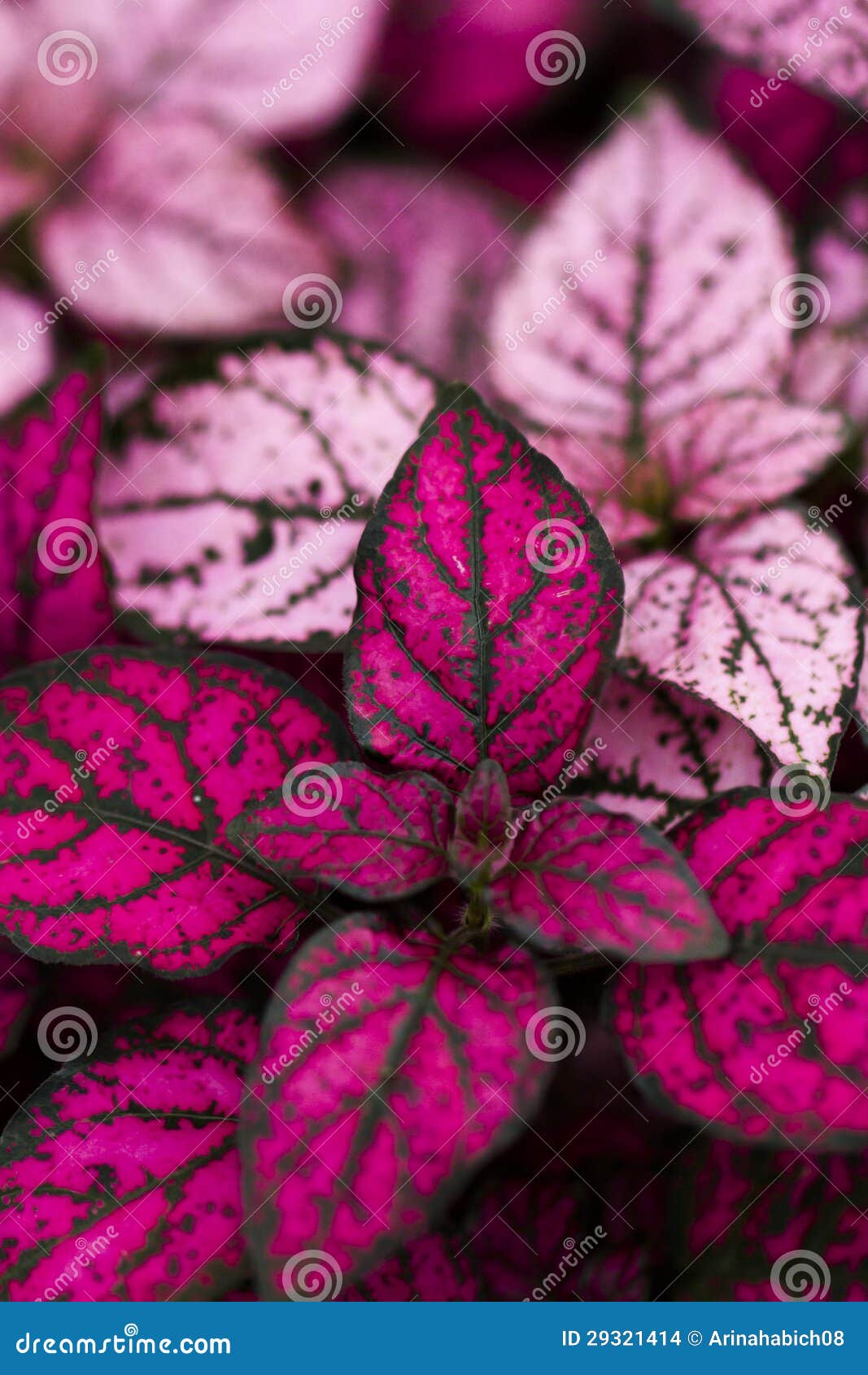 Planta cor-de-rosa foto de stock. Imagem de arbusto, verde - 29321414