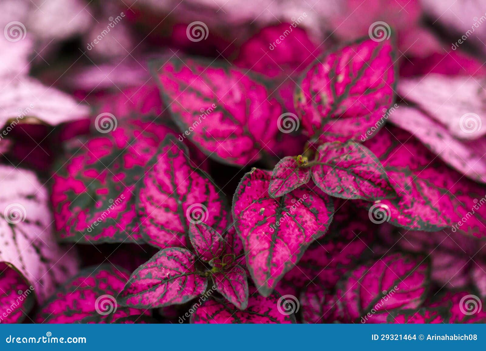 Planta cor-de-rosa foto de stock. Imagem de arbusto, verde - 29321464