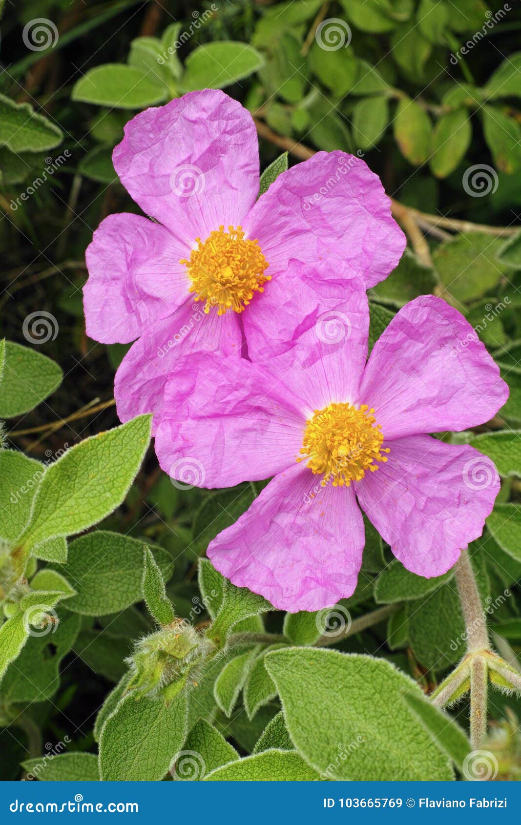 Planta Cor-de-rosa Da Rocha Cor-de-rosa Imagem de Stock - Imagem de ...