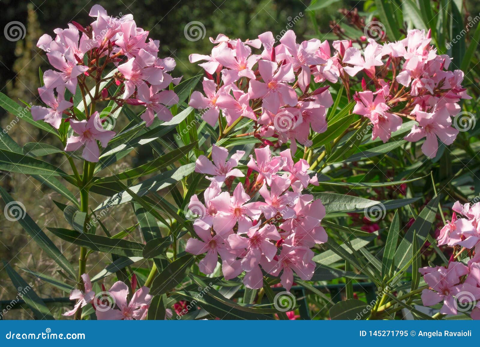 Planta Cor-de-rosa Do Oleandro Com Flores Imagem de Stock - Imagem de ...