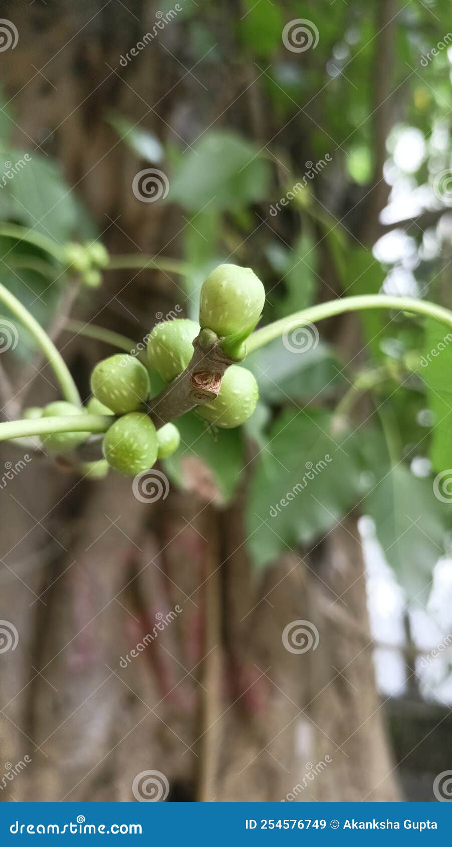 Planta cordia myxa imagen de archivo. Imagen de arbusto - 254576749