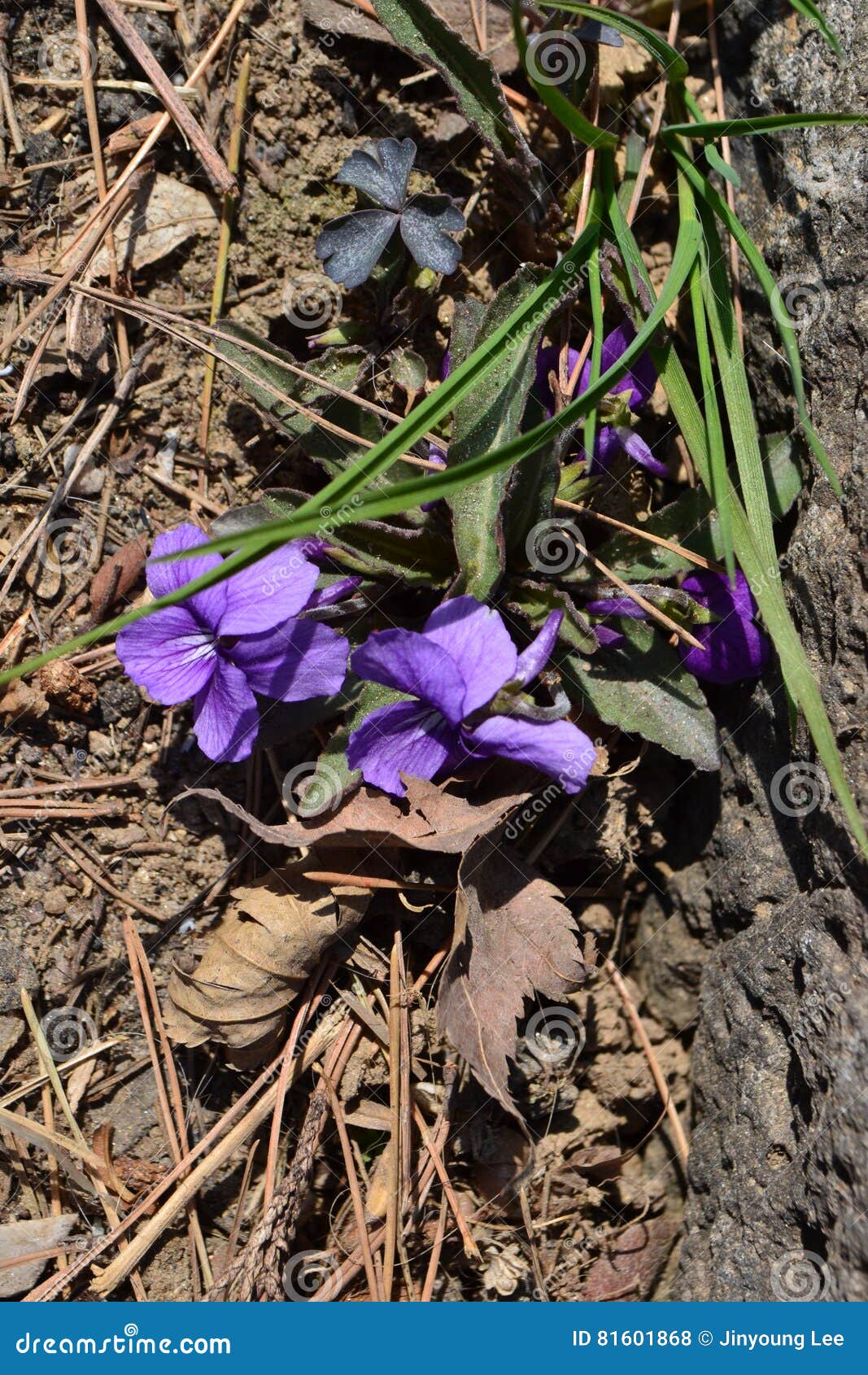 Planta coreana foto de stock. Imagem de coreia, turista - 81601868